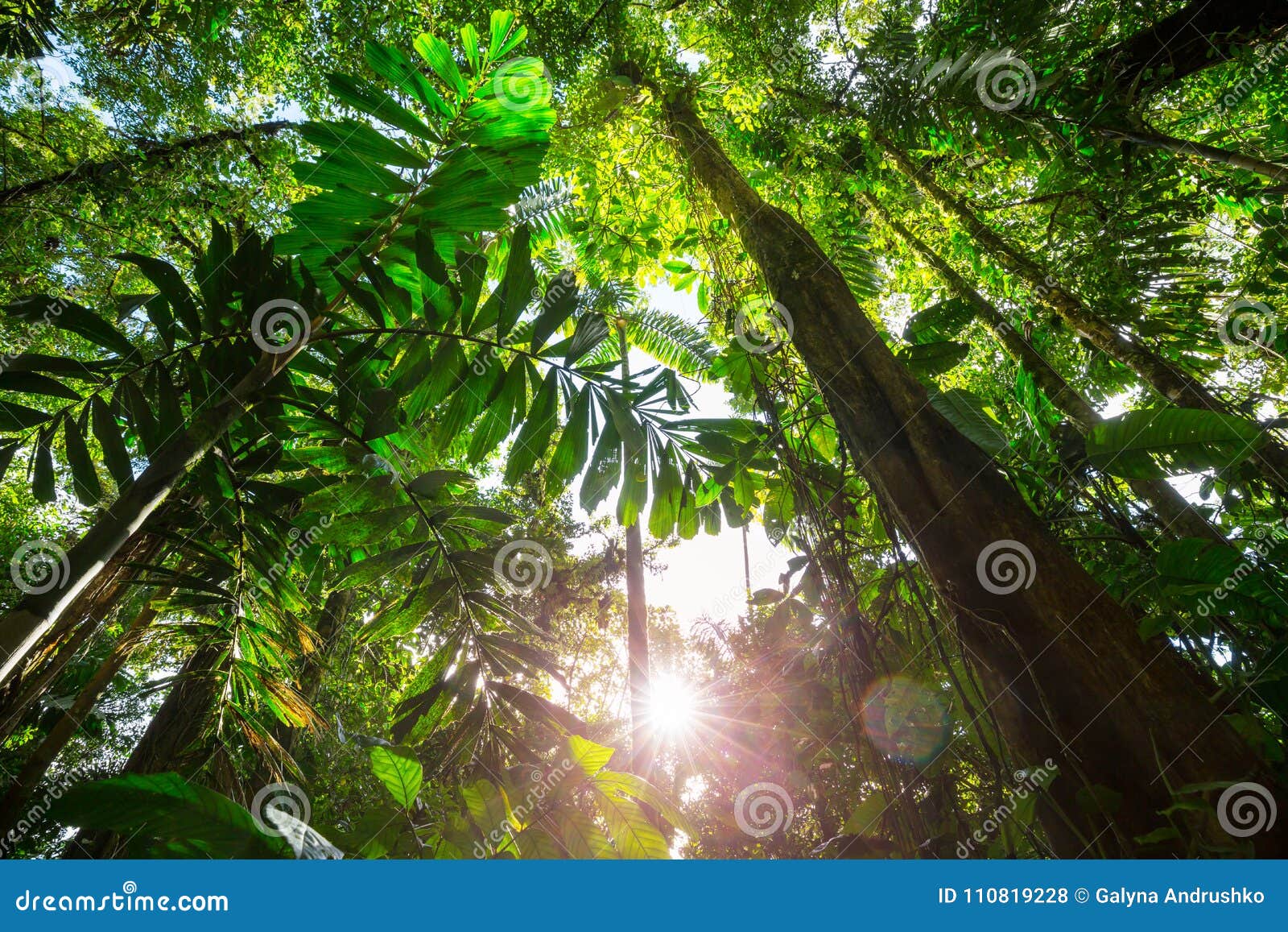 Selva en Costa Rica foto de archivo. Imagen de helecho - 110819228