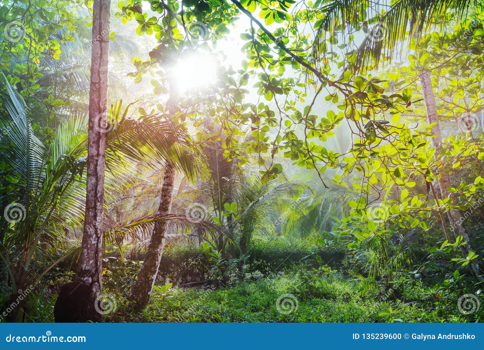 Selva en Costa Rica foto de archivo. Imagen de follaje - 135239600