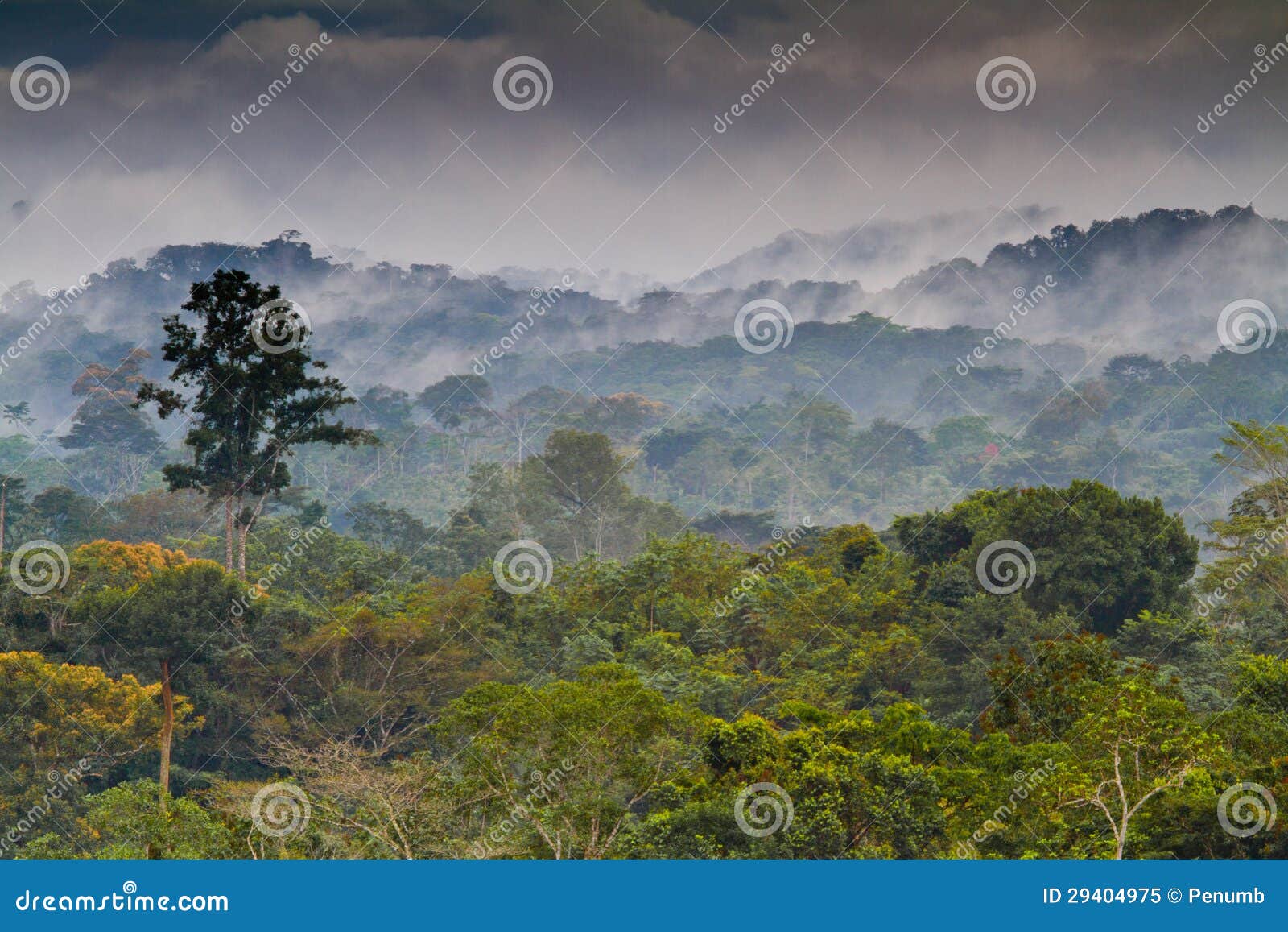 Selva tropical africana imagen de archivo. Imagen de resorte - 29404975