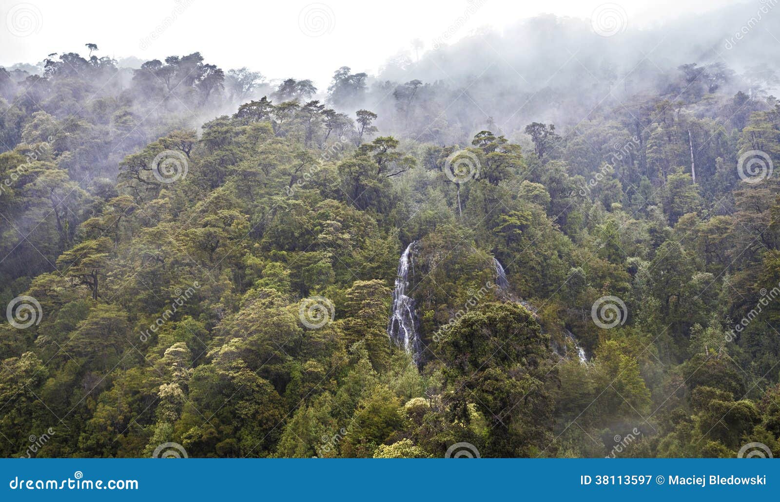 Selva Tropical, Carretera Australl, Chile. Imagen de archivo - Imagen ...