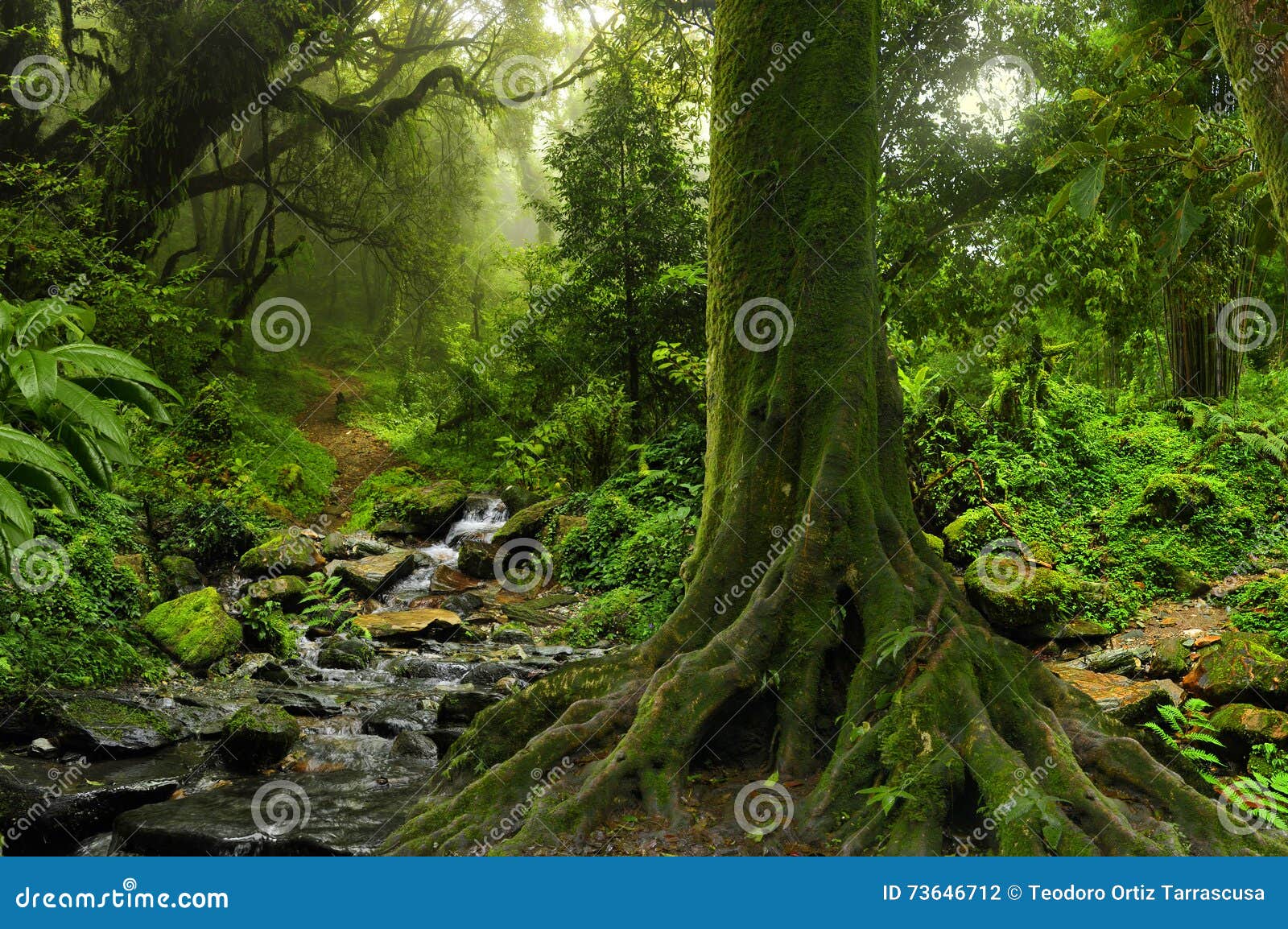 Selva tropical com rio foto de stock. Imagem de palma - 73646712