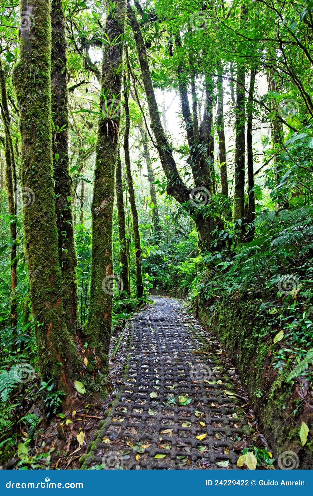 Selva tropical, Costa Rica foto de archivo. Imagen de puente - 24229422