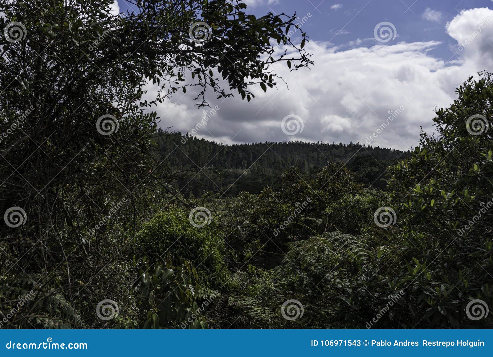 Selva Tropical Tropical De Colombia Imagen de archivo - Imagen de aviar ...