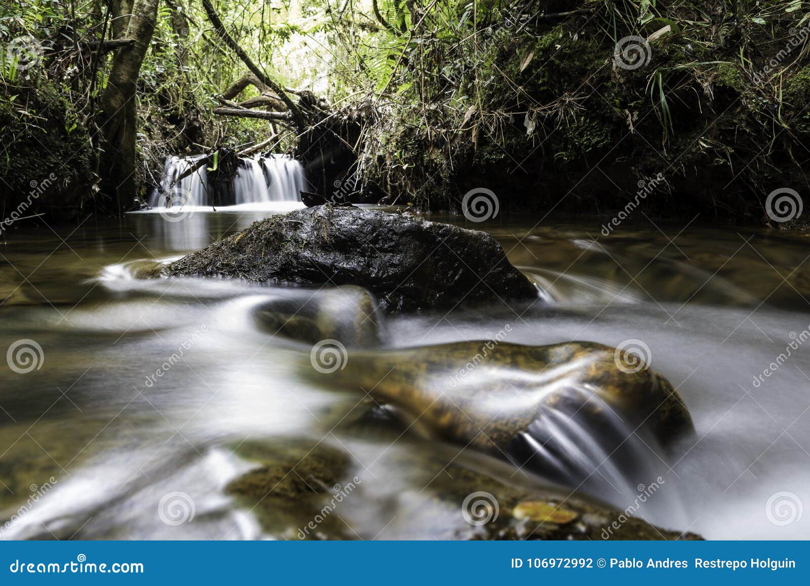 Selva Tropical Tropical De Colombia Foto de archivo - Imagen de pino ...
