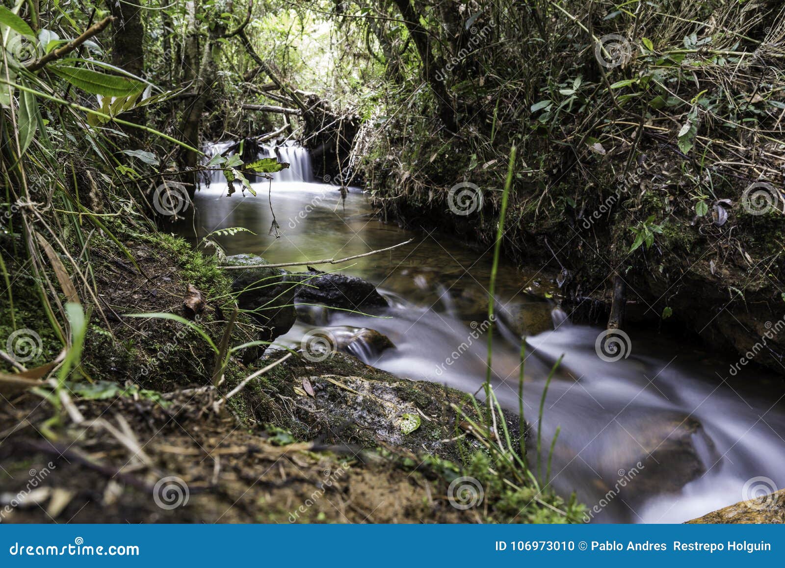 Selva Tropical Tropical De Colombia Foto de archivo - Imagen de roca ...