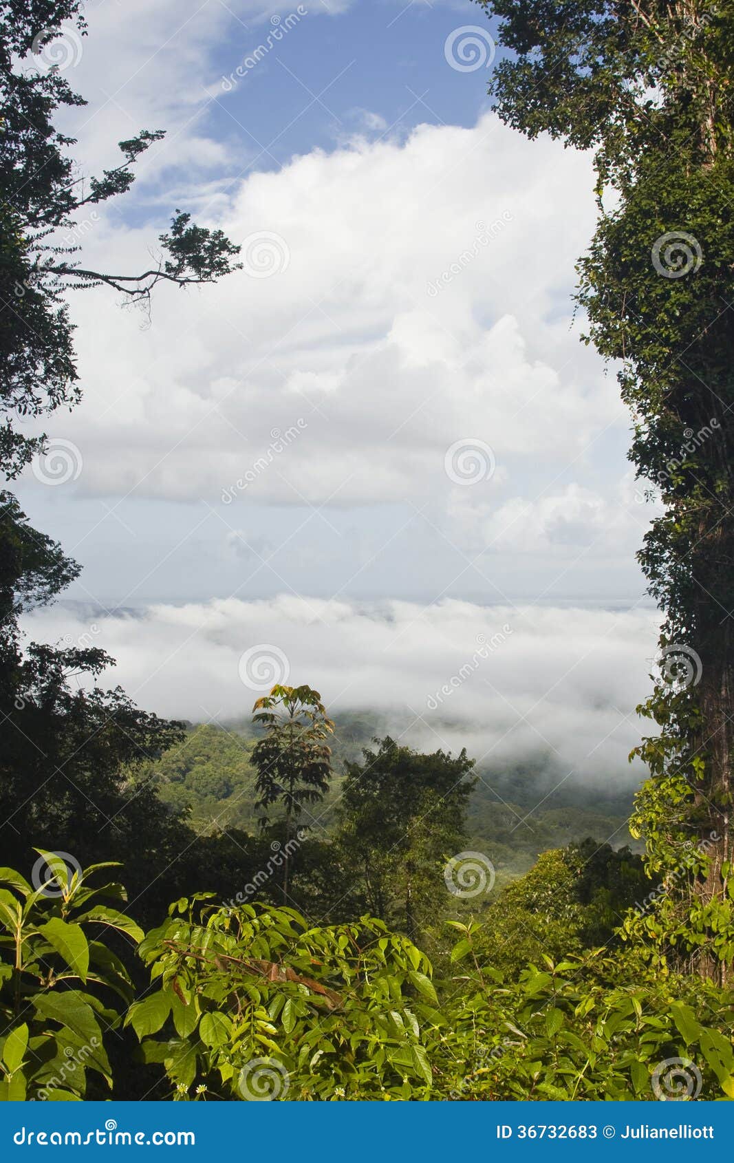 Selva Tropical De La Guayana Francesa Imagen de archivo - Imagen de ...