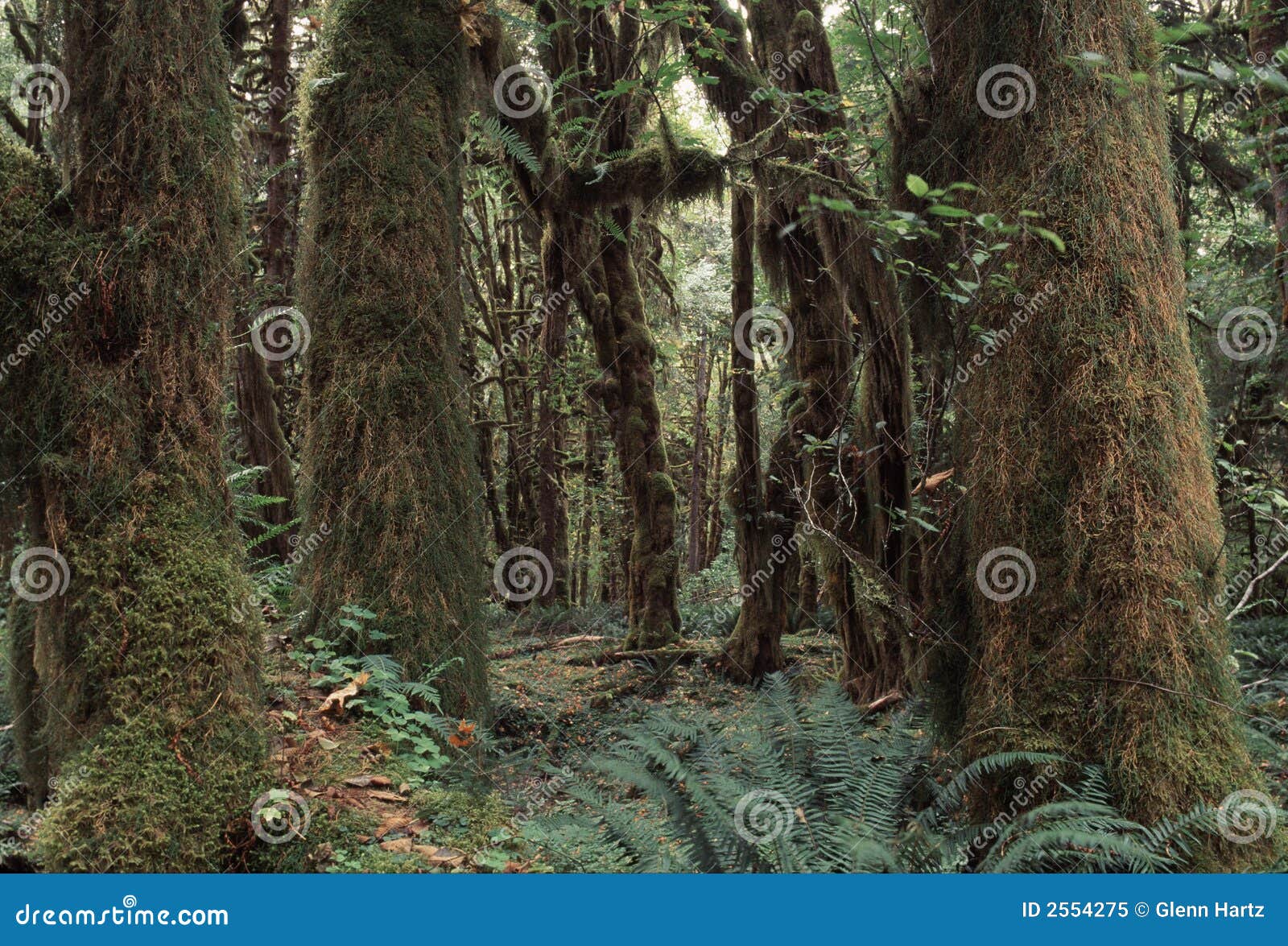 Selva tropical de Quinalt imagen de archivo. Imagen de naturalizado ...