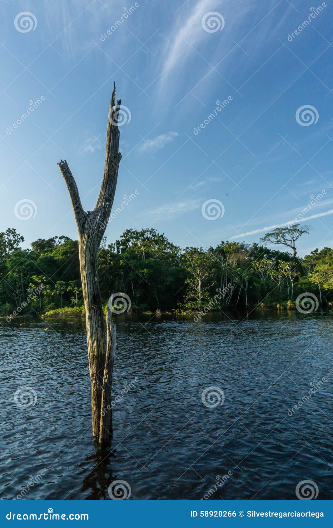 Selva Tropical Del Amazonas Foto de archivo - Imagen de paisaje ...