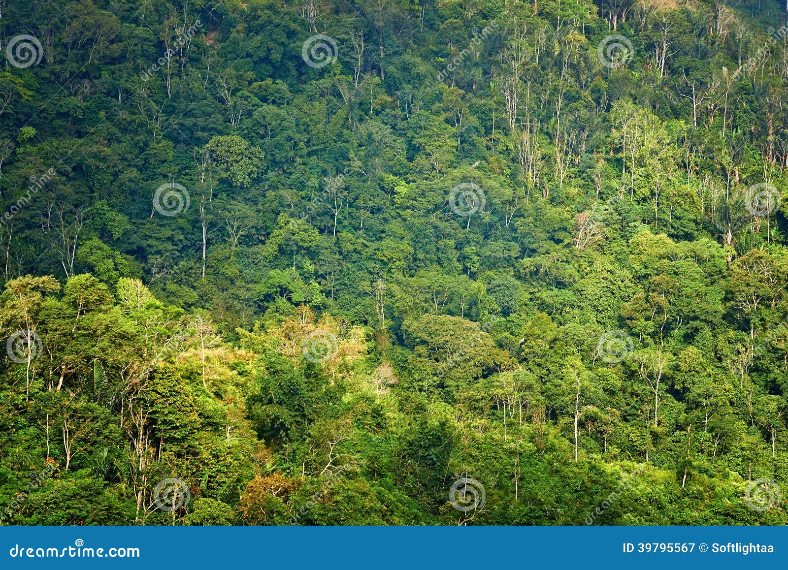 Selva Tropical En La Salida Del Sol Imagen de archivo - Imagen de palma ...