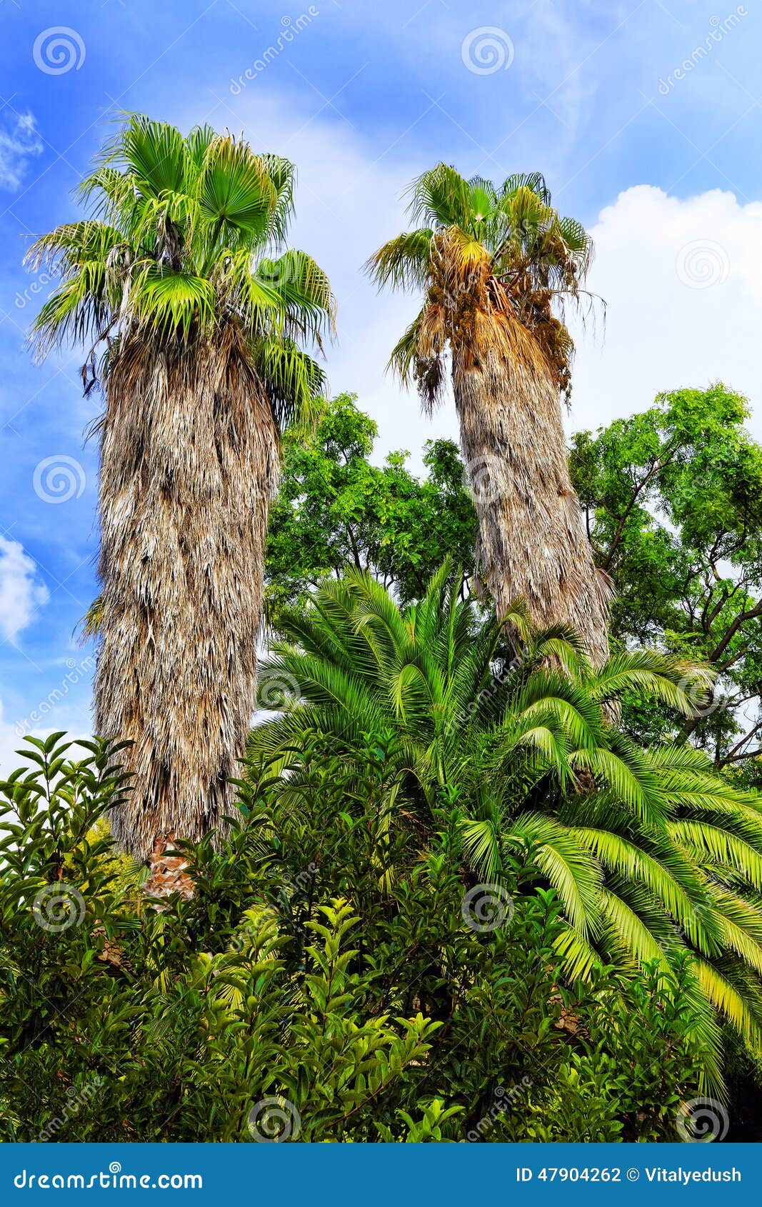 Selva tropical húmeda foto de archivo. Imagen de ecuatorial - 47904262