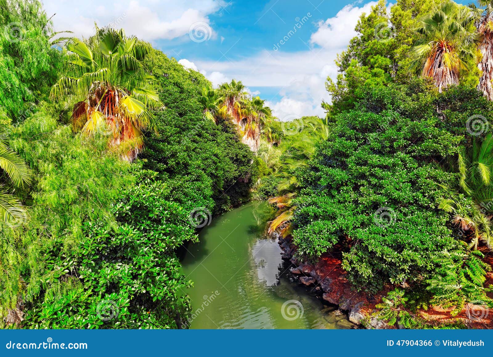Selva tropical húmeda foto de archivo. Imagen de ecuador - 47904366