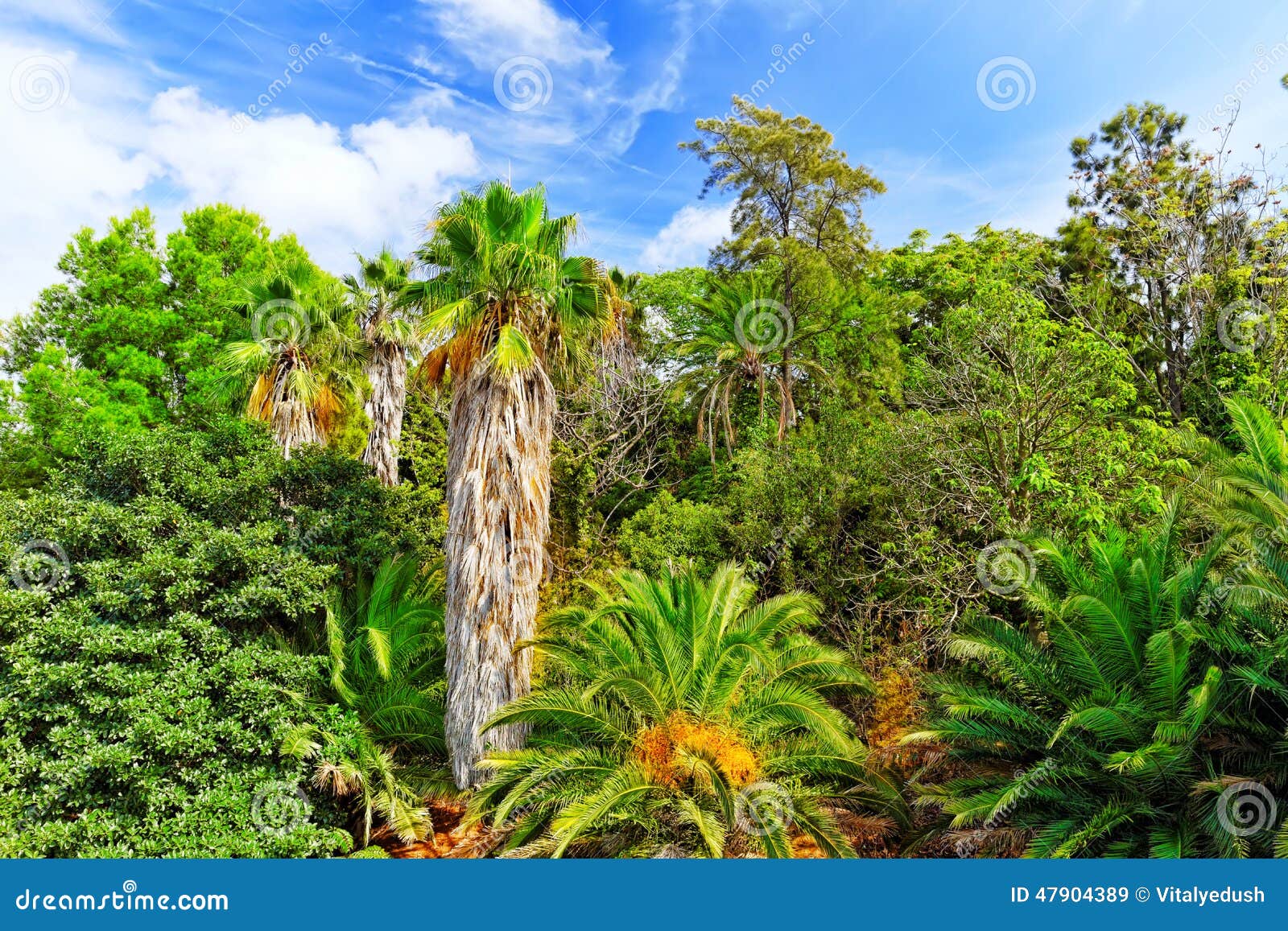 Selva tropical húmeda imagen de archivo. Imagen de bote - 47904389