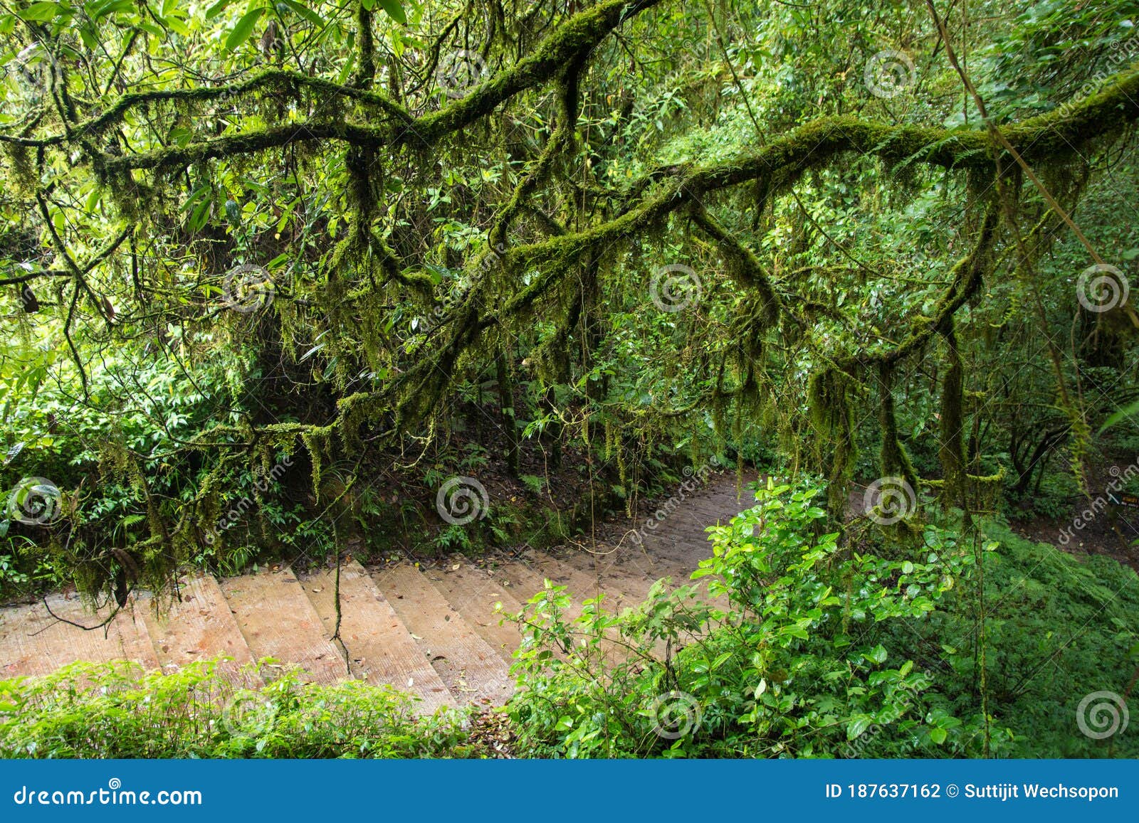 Selva tropical húmeda foto de archivo. Imagen de wallpaper - 187637162