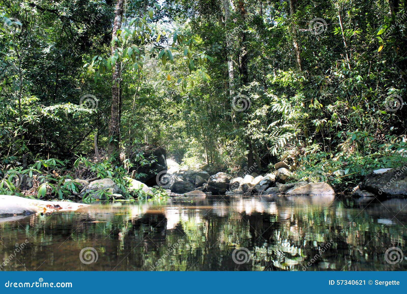 Selva Tropical Lluvia Forest Philippines Imagen de archivo - Imagen de ...