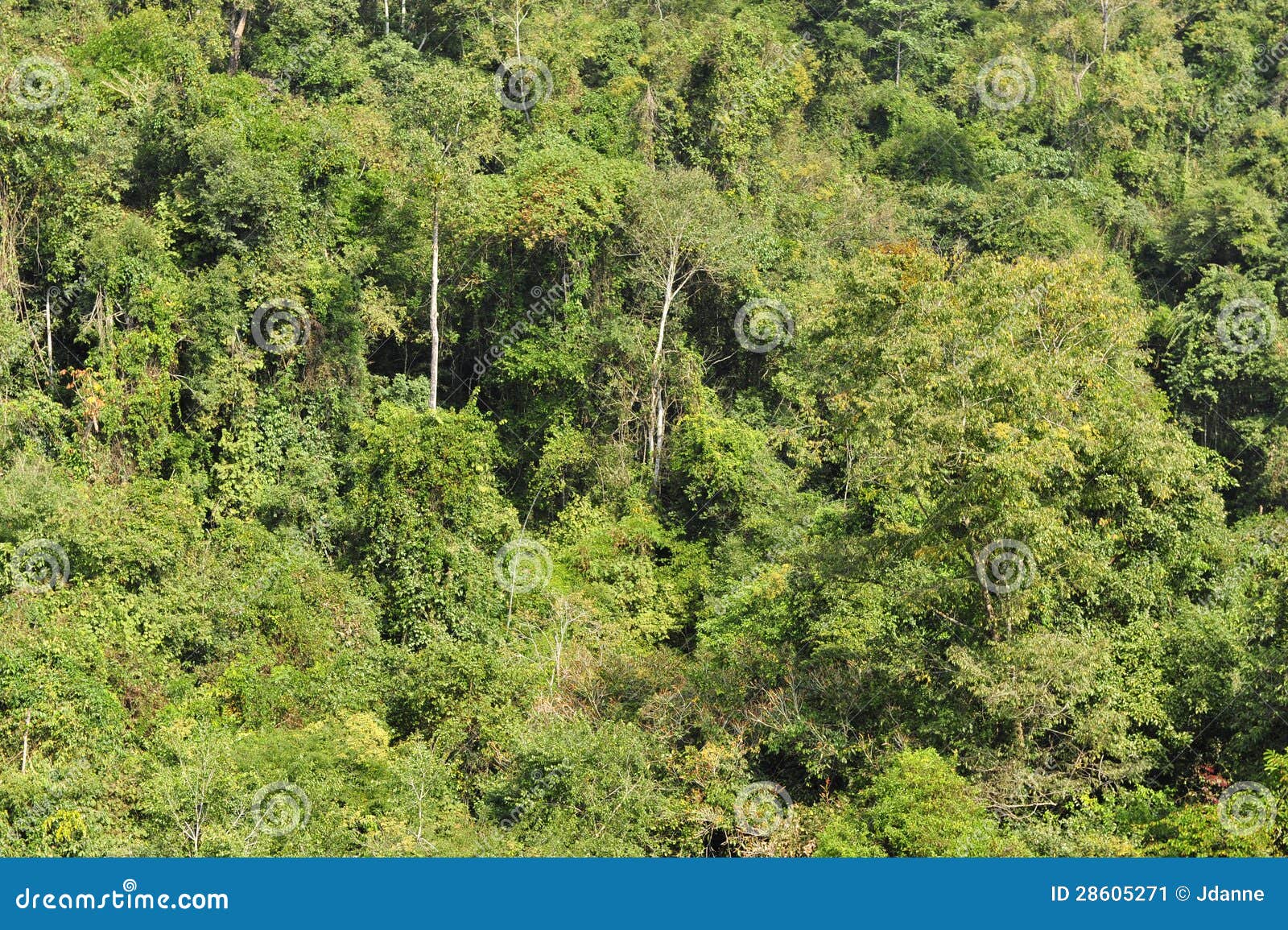 Selva tropical subtropical imagen de archivo. Imagen de tropical - 28605271