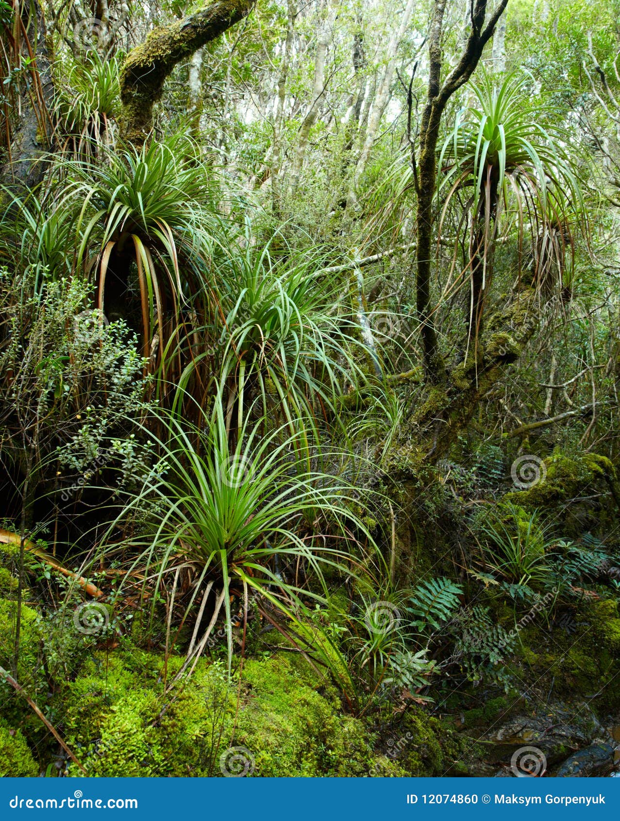 Selva tropical templada foto de archivo. Imagen de cubo - 12074860
