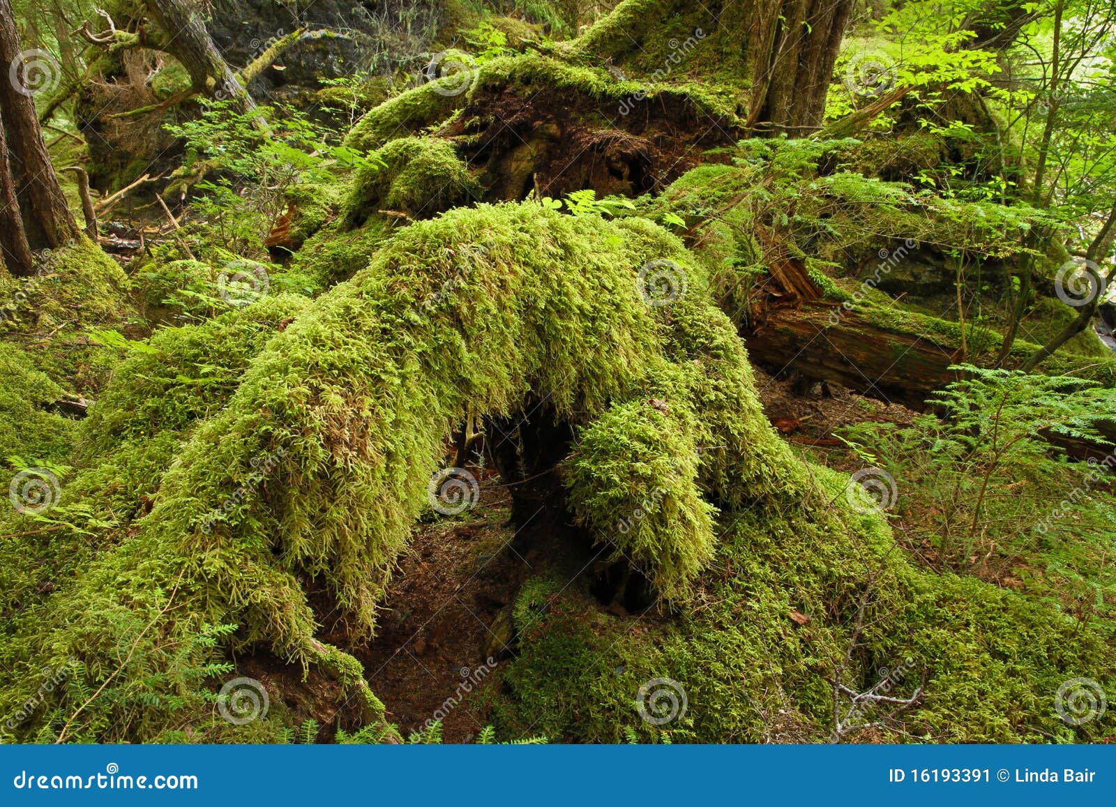 Selva tropical templada imagen de archivo. Imagen de naturalizado ...