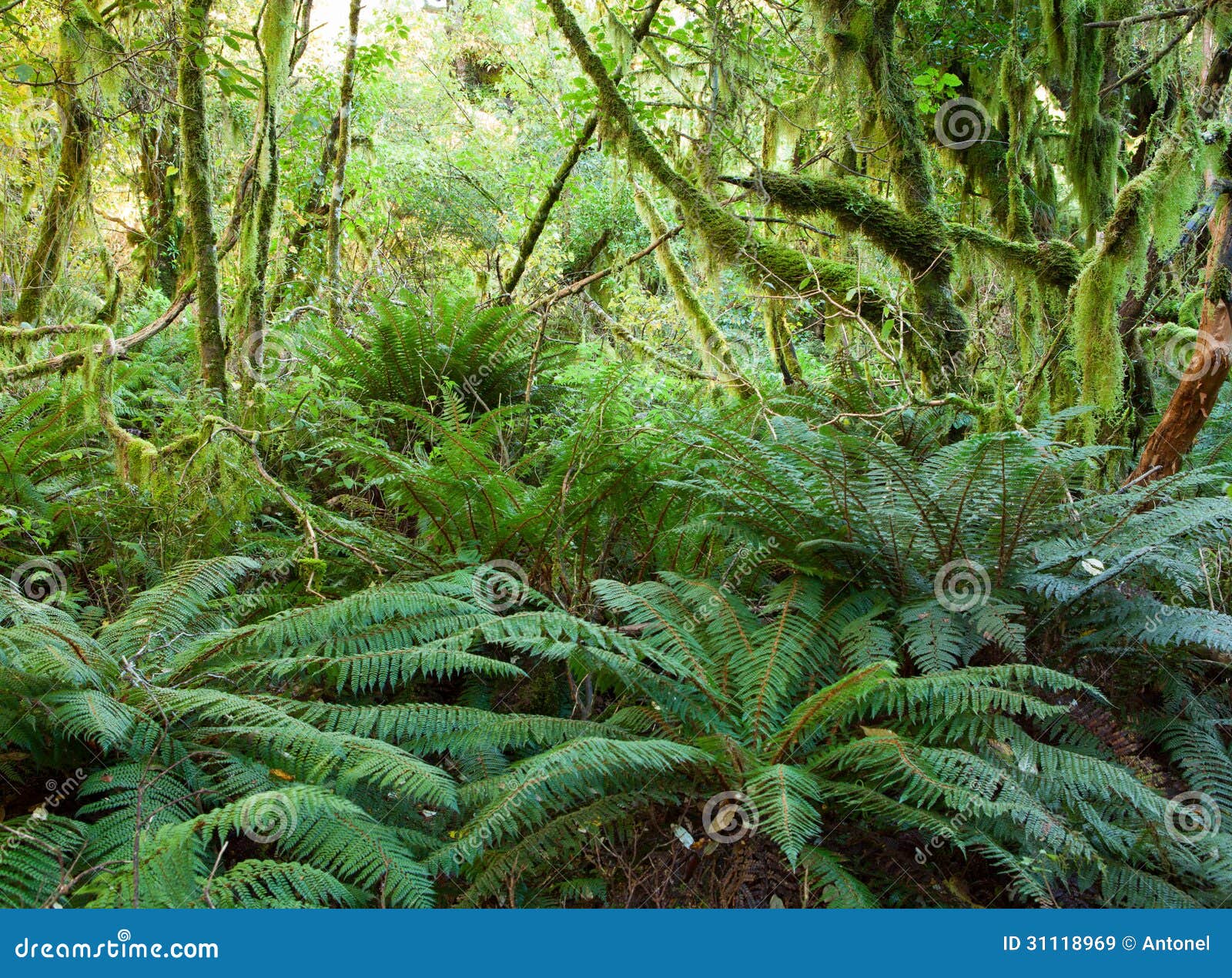 Selva tropical templada imagen de archivo. Imagen de naturalizado ...