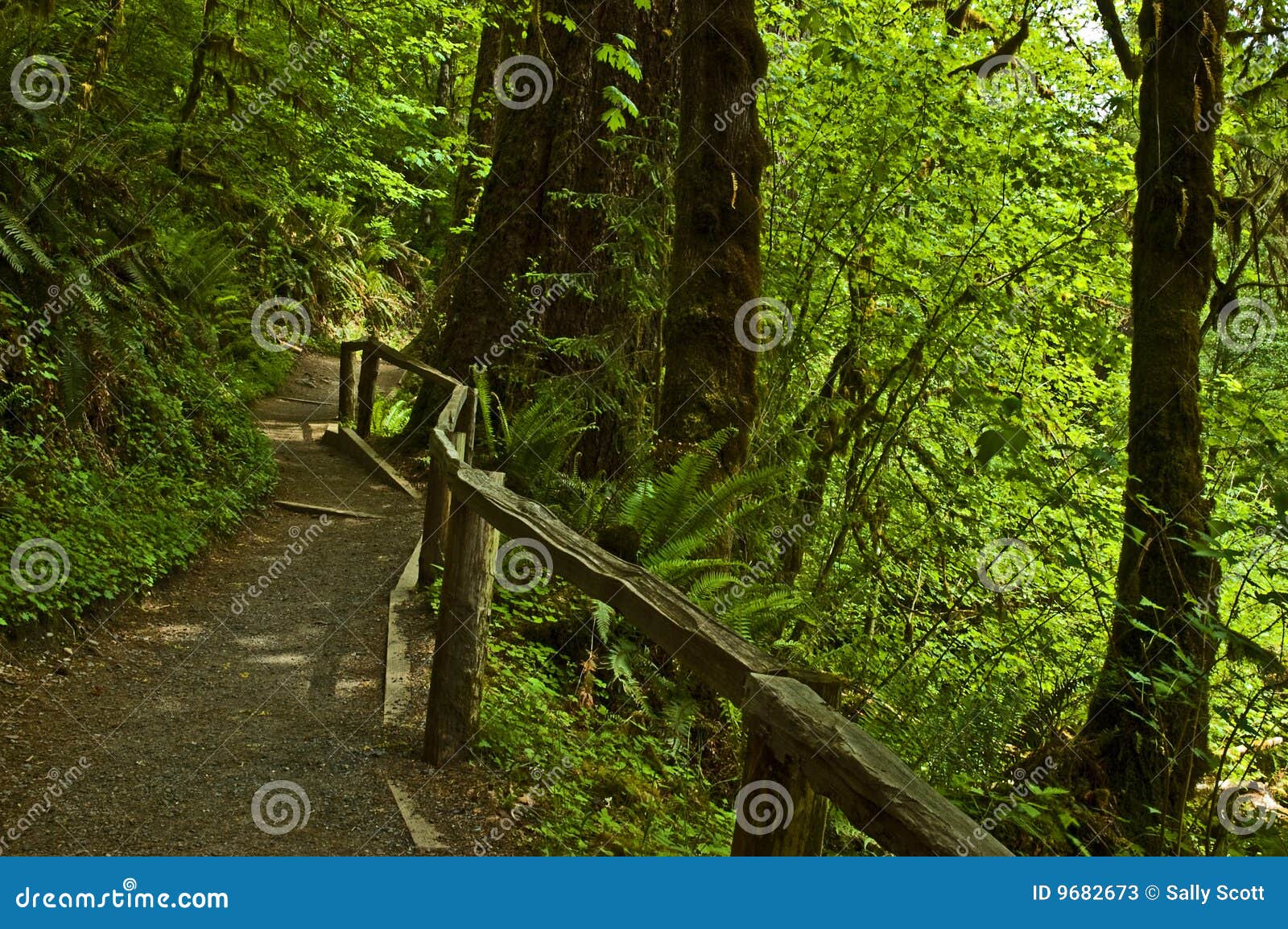 Selva tropical templada imagen de archivo. Imagen de costa - 9682673