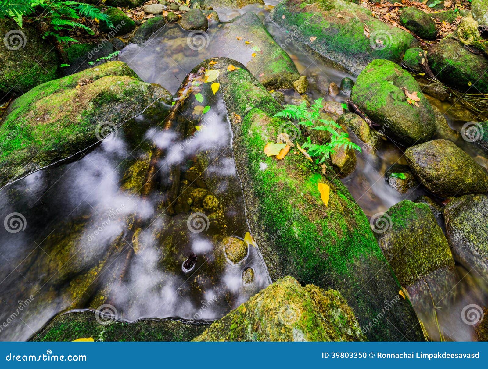 Selva Tropical Templada De La Corriente Foto de archivo - Imagen de ...