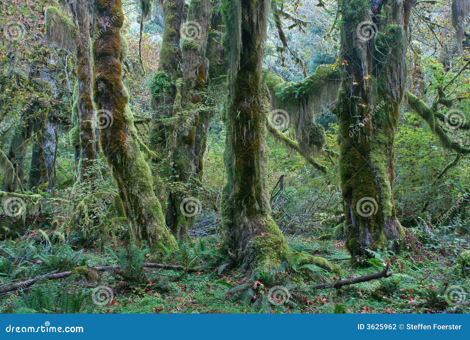 Selva Tropical Templada Del Noroeste Pacífico Foto de archivo - Imagen ...