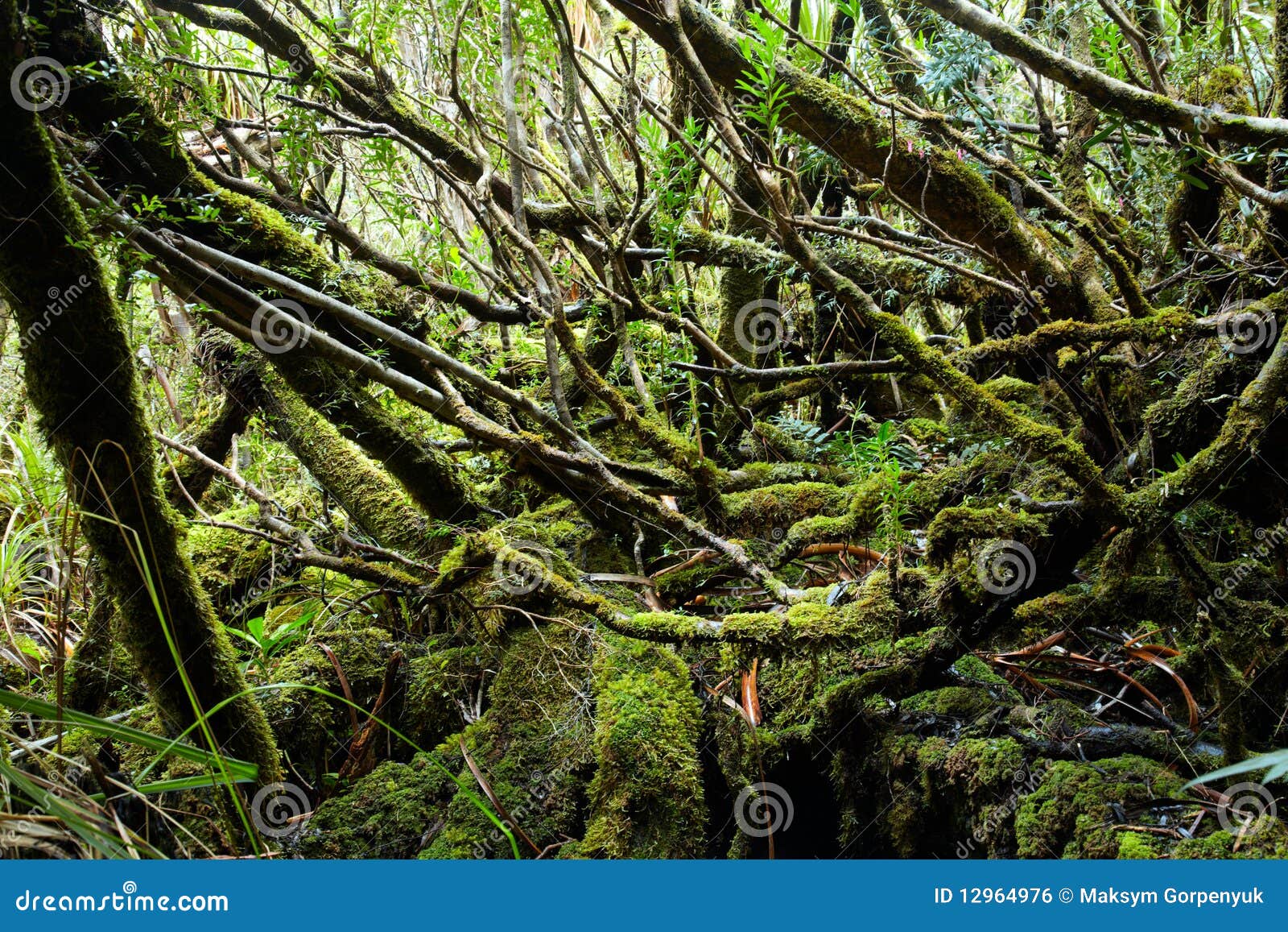 Selva Tropical Templada En Tasmania Foto de archivo - Imagen de lluvia ...