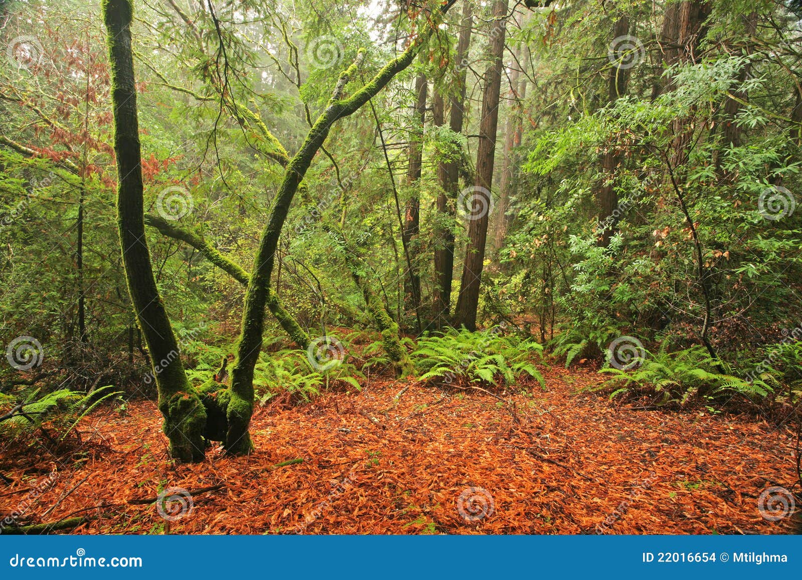 Selva Tropical Templada Enorme Foto de archivo - Imagen de hermoso ...