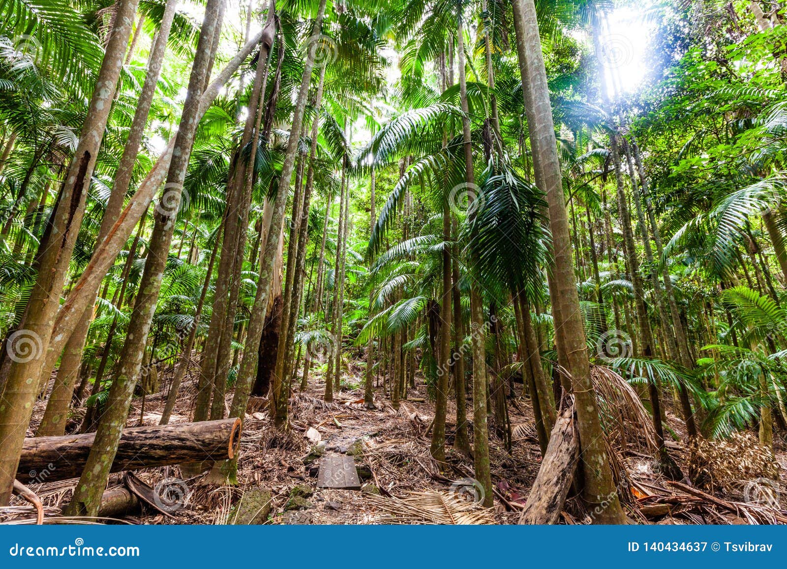 Selva Tropical Templada Verde Enorme En Australia Imagen de archivo ...