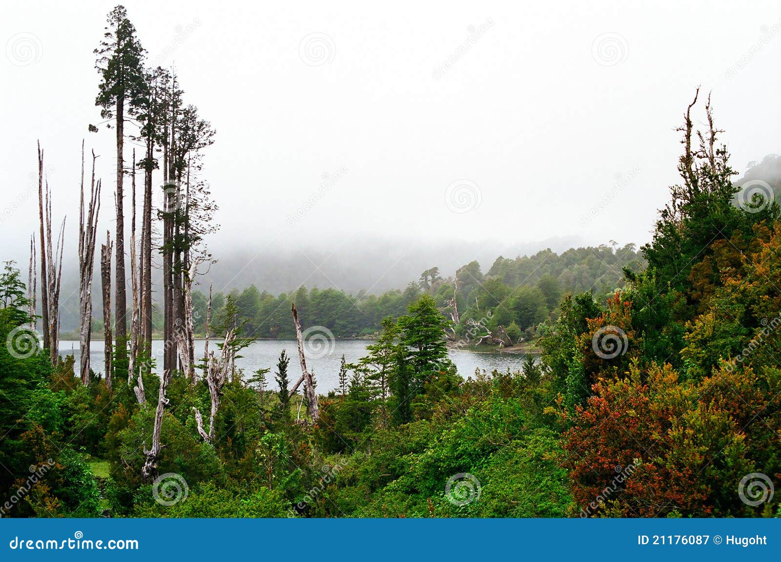 Selva Tropical Y Lago, Chile Imagen de archivo - Imagen de ...