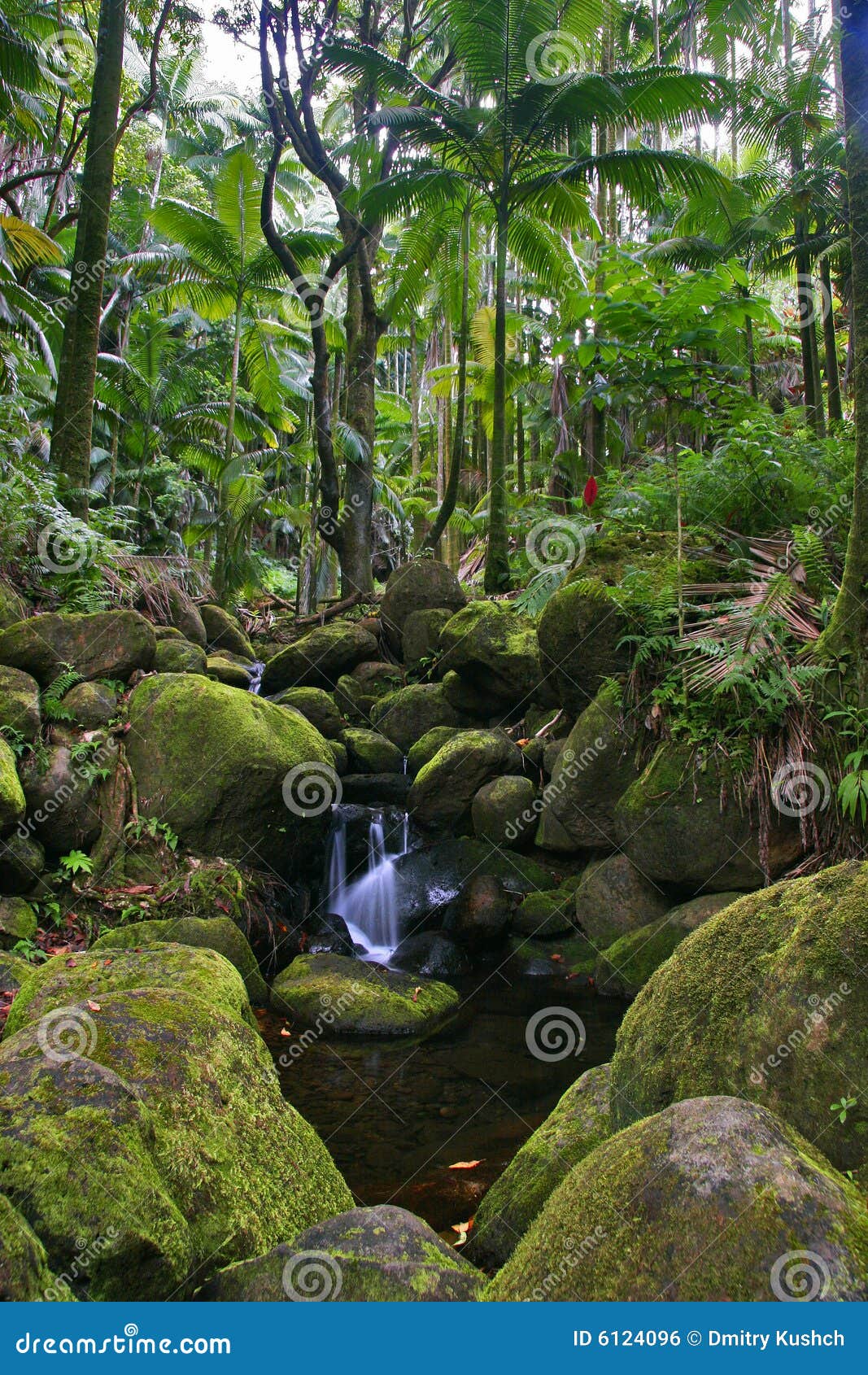 Selva verde de Hawaii foto de archivo. Imagen de frescura - 6124096