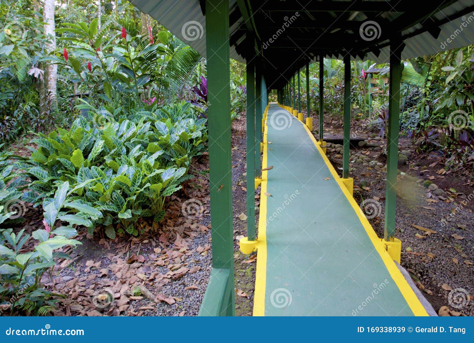 Selva Verde Walkway 842354 stock image. Image of preserve - 169338939