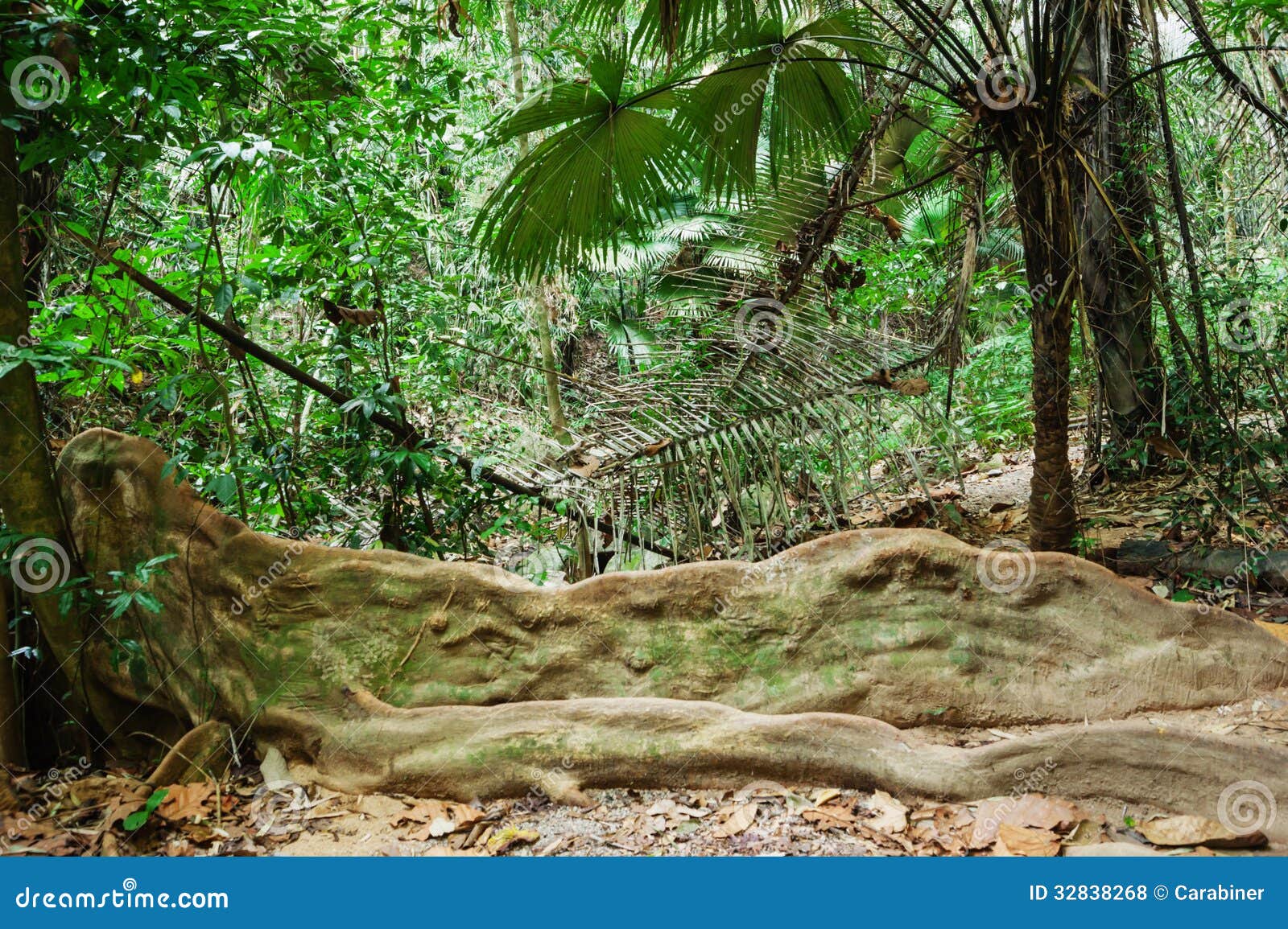 Selvas tropicales foto de archivo. Imagen de bosque, exterior - 32838268