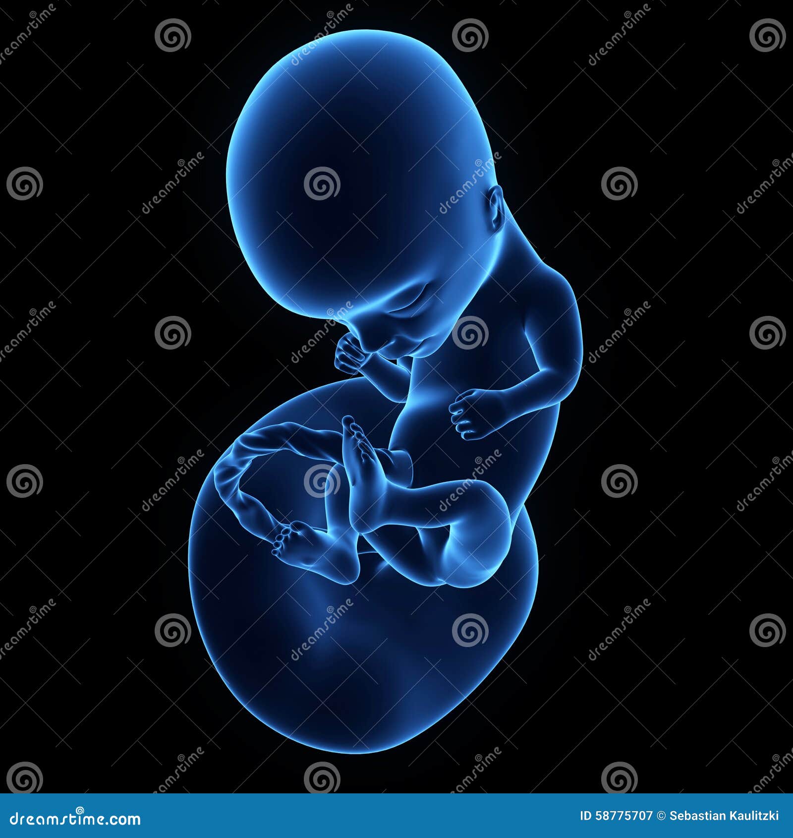 Semaine Humaine 14 De Foetus Illustration Stock - Illustration du ...