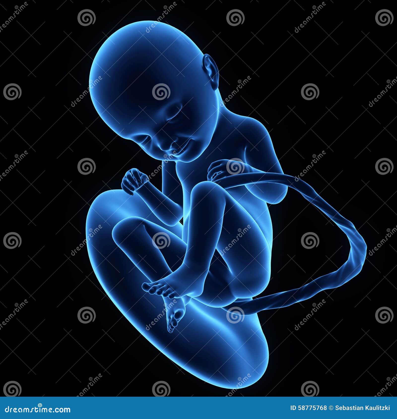 Semaine Humaine 33 De Foetus Illustration Stock - Illustration du ...