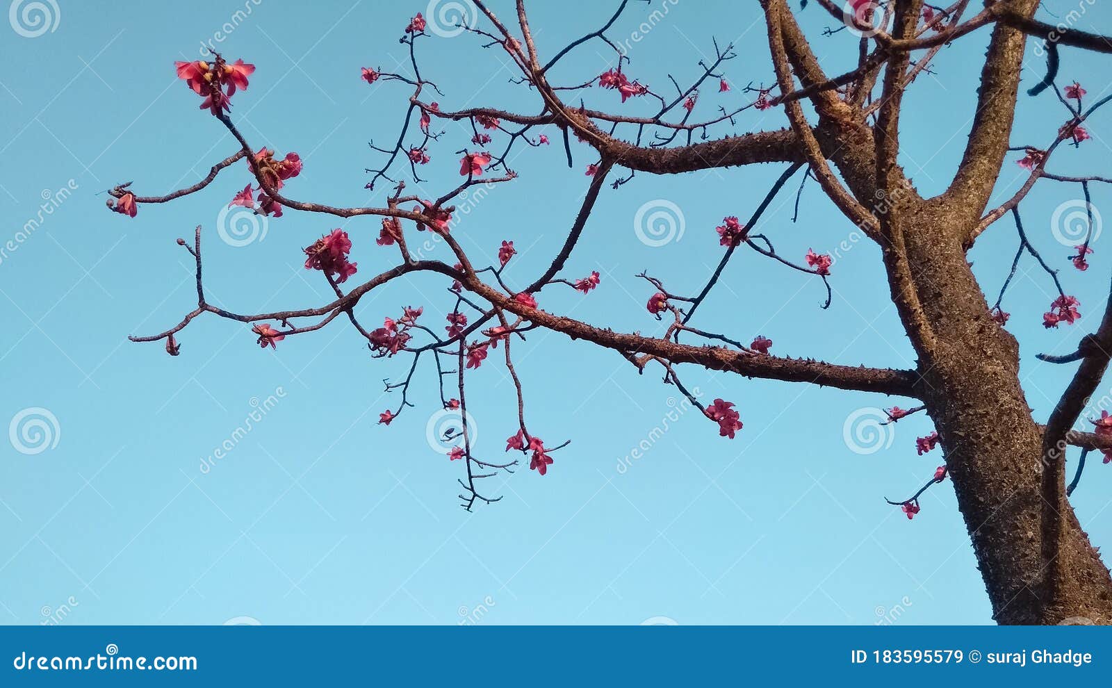 Semal tree stock image. Image of nature, plant, blossom - 183595579
