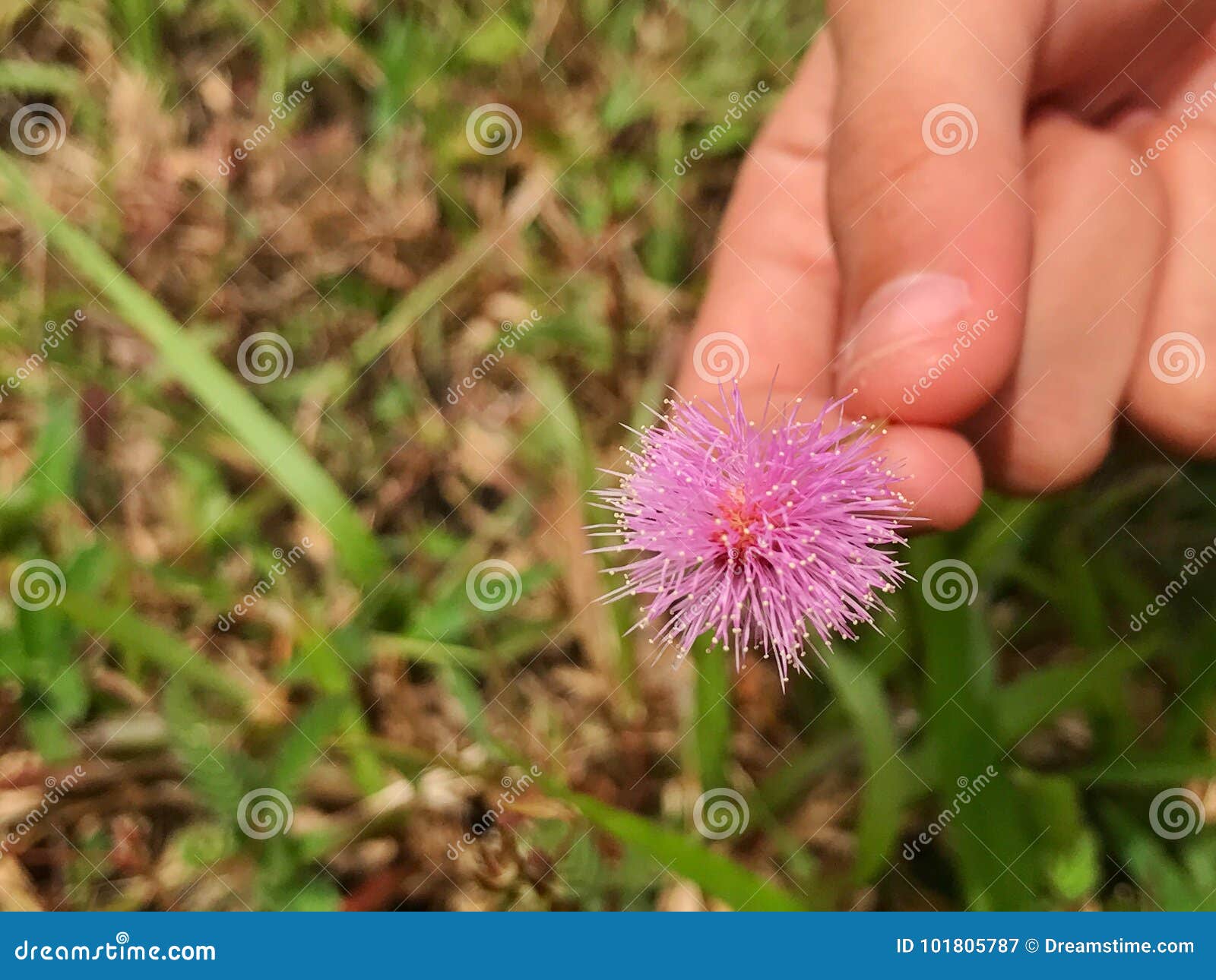 Semalu Stock Photos - Free & Royalty-Free Stock Photos from Dreamstime