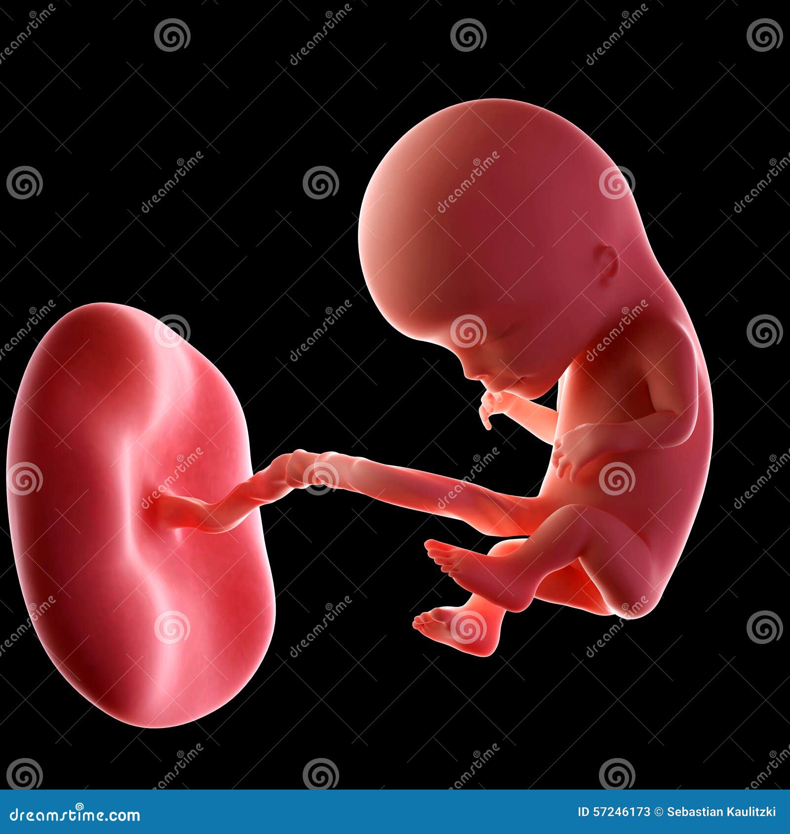 Semana 12 del feto stock de ilustración. Ilustración de embarazo - 57246173