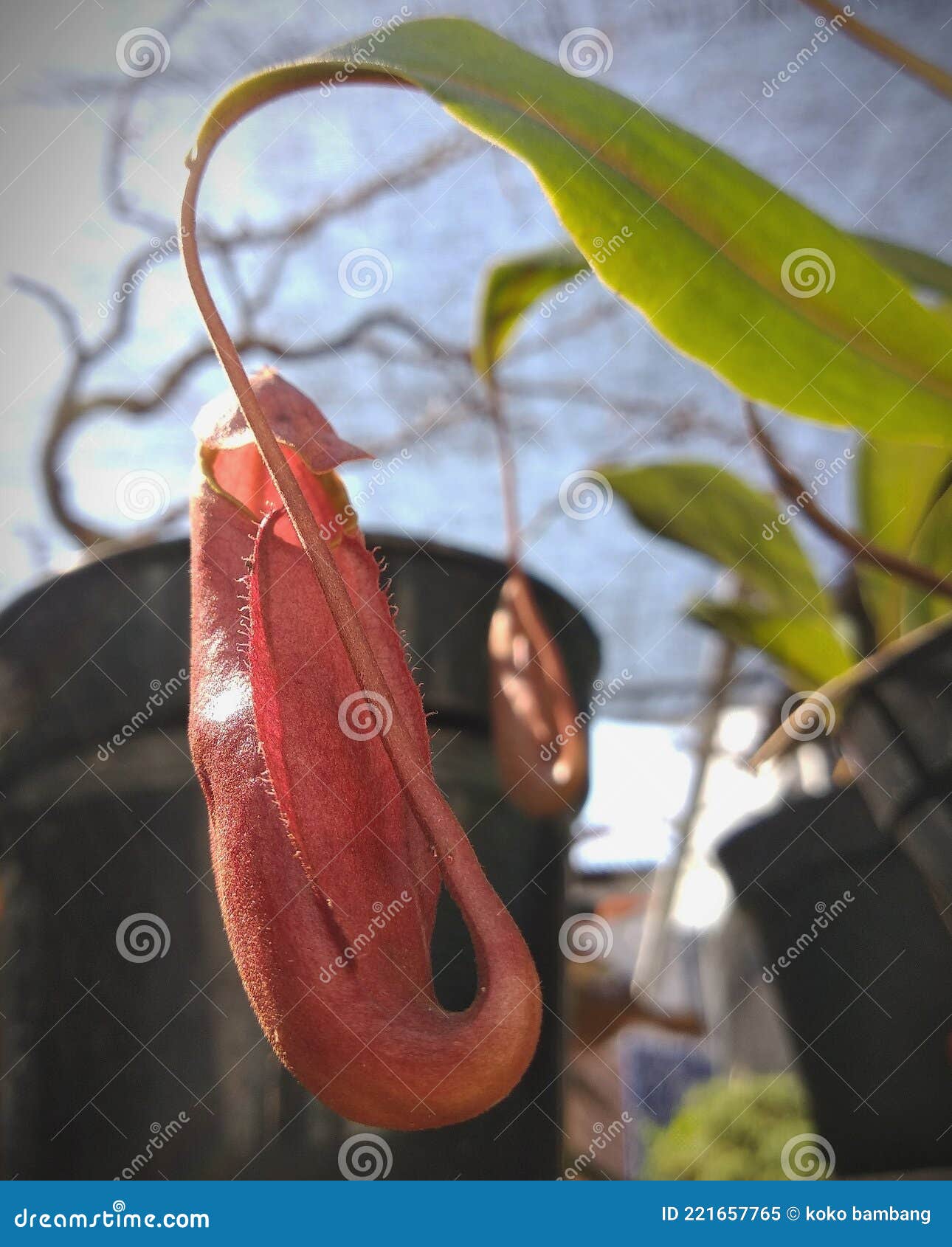 Semar bag plant stock image. Image of insect, flower - 221657765