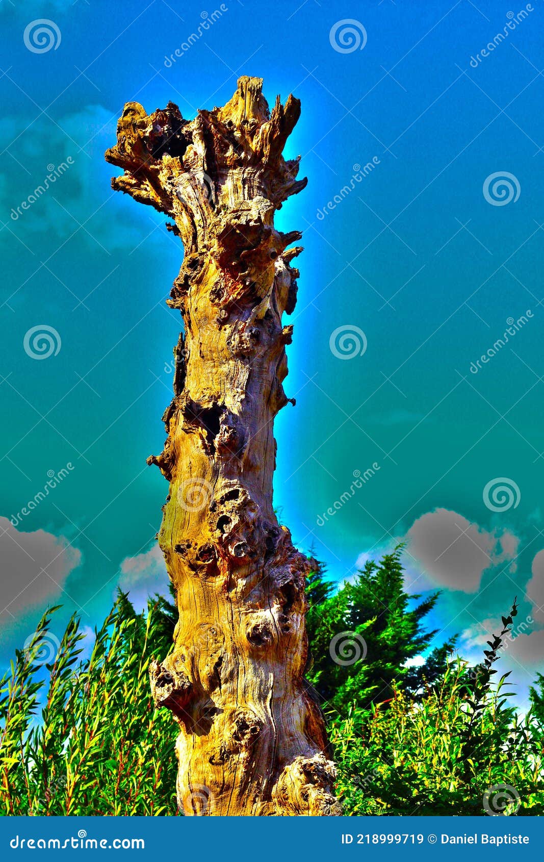 HDR effect tree stock image. Image of effect, semblance - 218999719