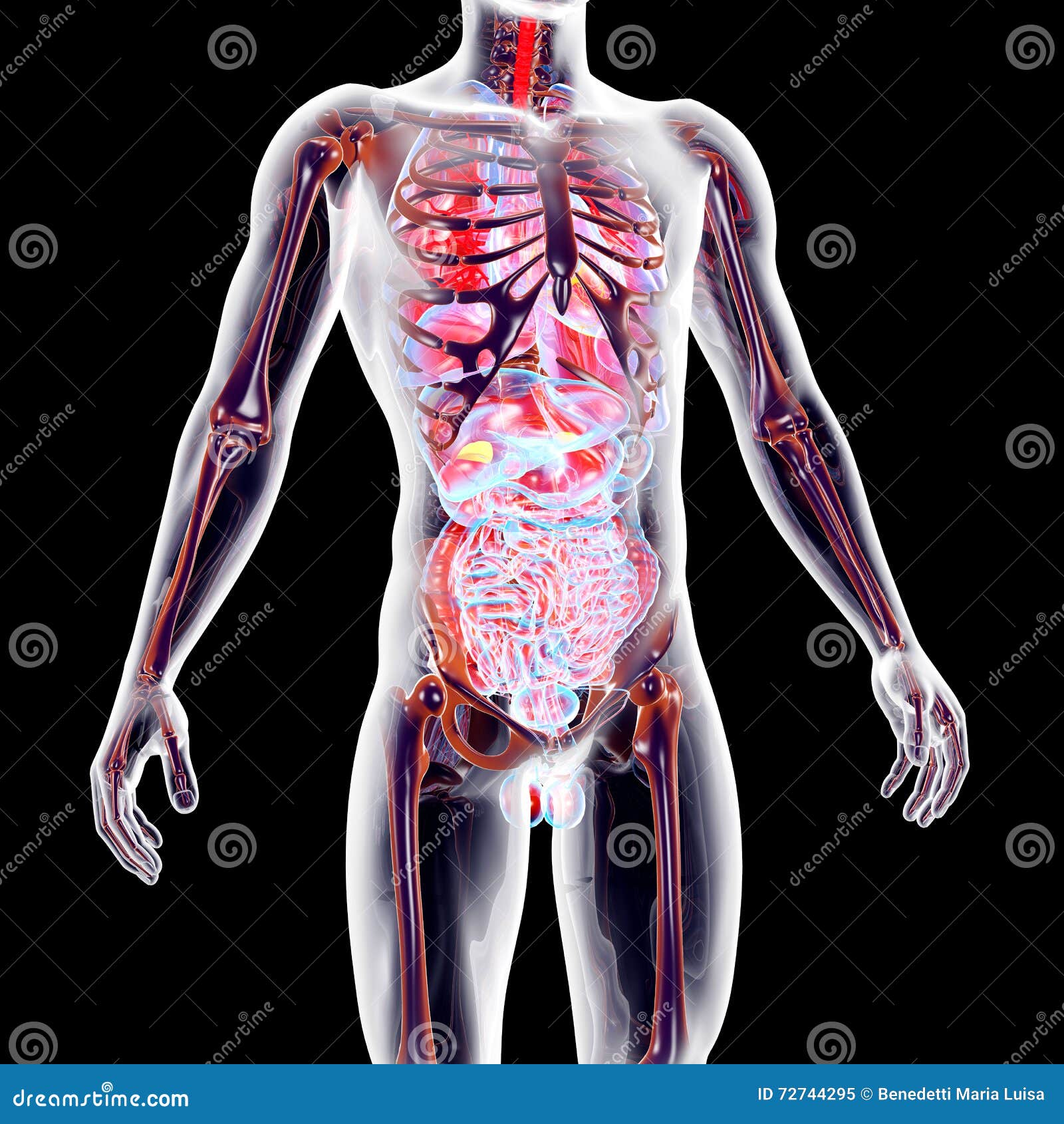 Sembri Il Corpo Umano Interno Illustrazione di Stock - Illustrazione di ...