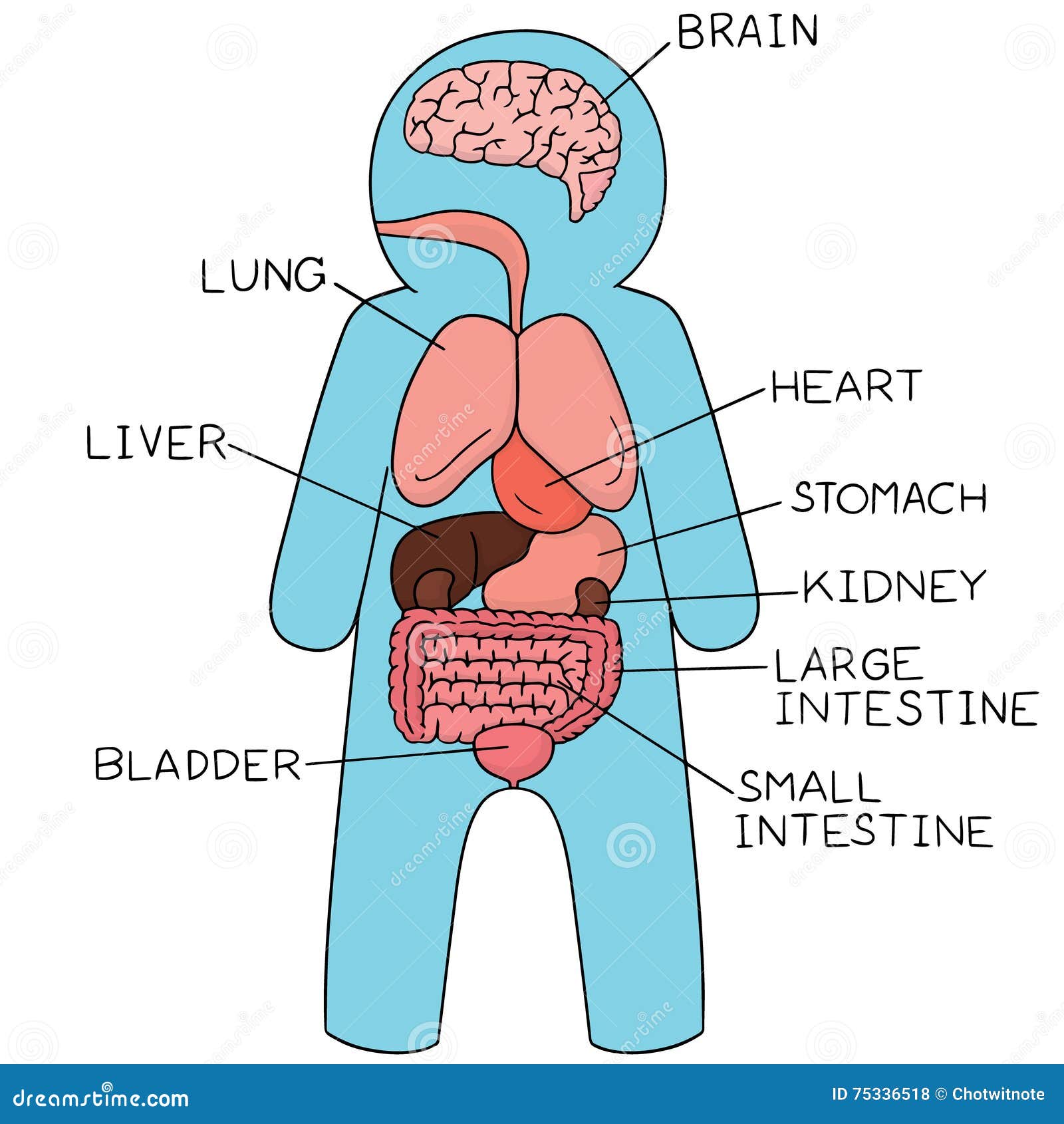Sembri Il Corpo Umano Interno Illustrazione Vettoriale - Illustrazione ...