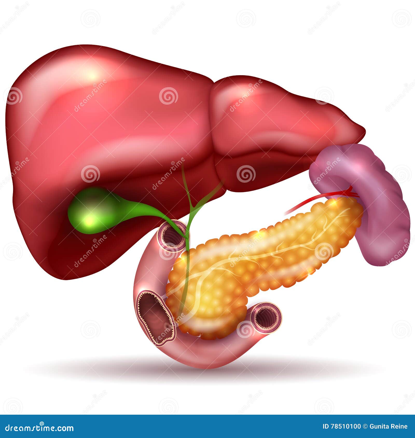 Sembri Il Corpo Umano Interno Illustrazione Vettoriale - Illustrazione ...