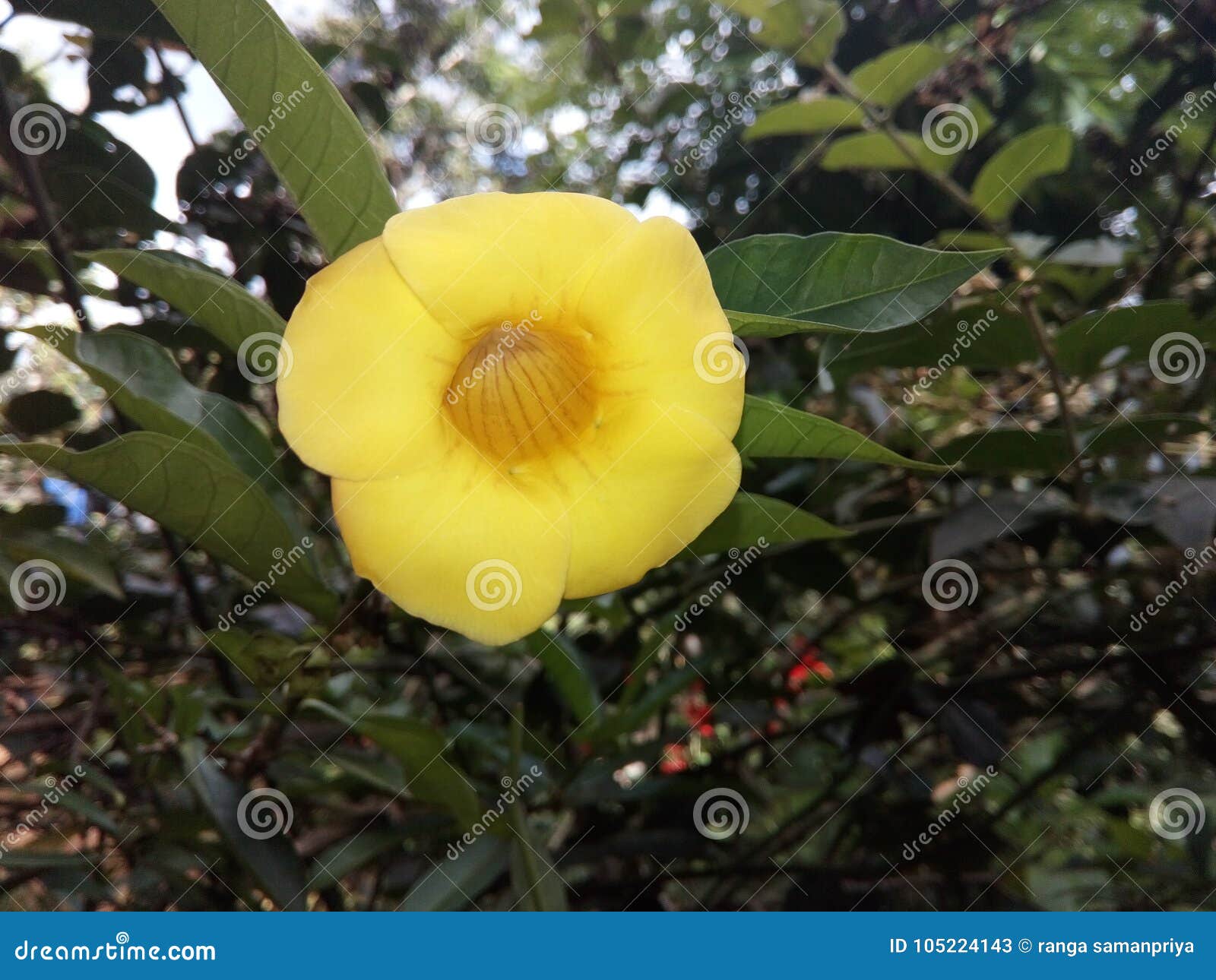 Nature Sembu Stock Photos - Free & Royalty-Free Stock Photos from ...