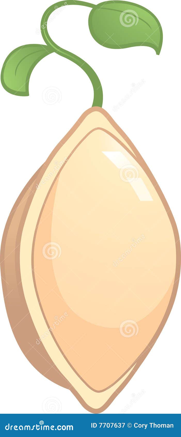 Seme illustrazione vettoriale. Illustrazione di pianta - 7707637