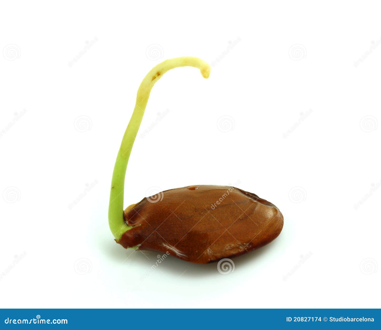 Seme che germina fotografia stock. Immagine di sviluppisi - 20827174