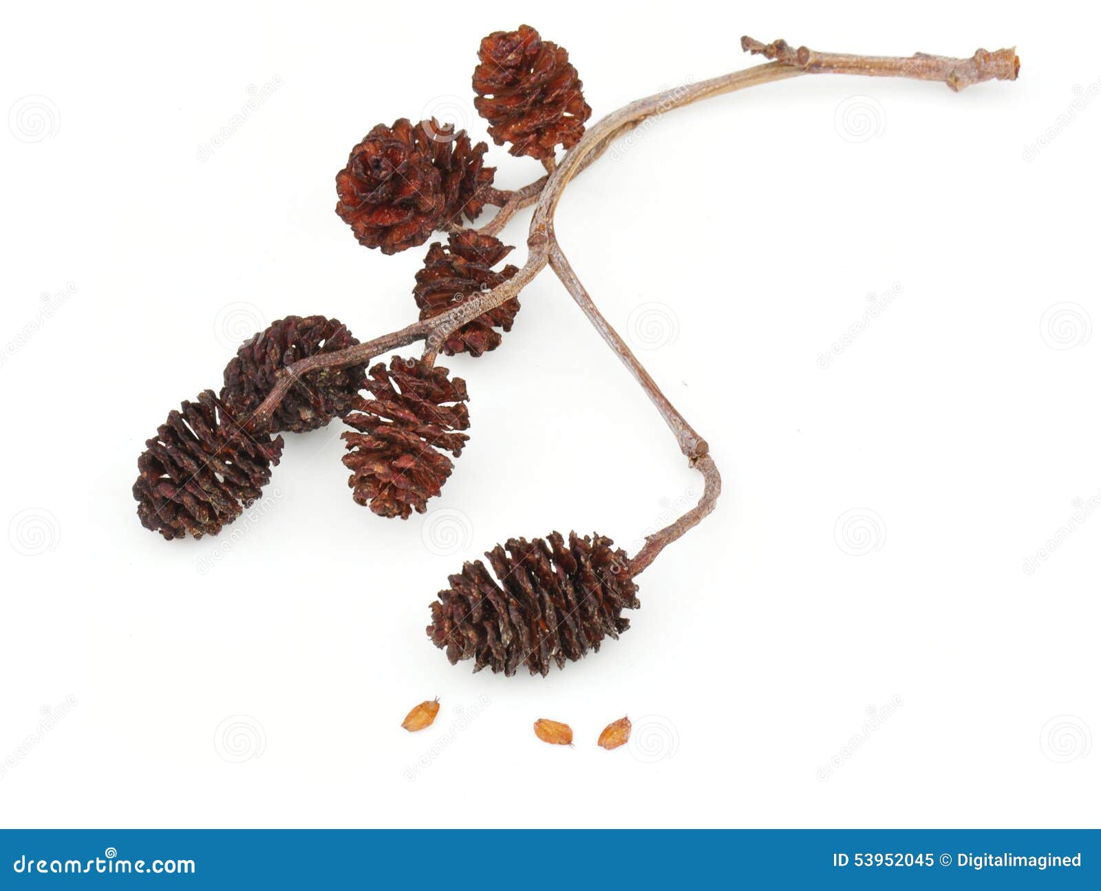 Seme dall'ontano grigio immagine stock. Immagine di riproduzione - 53952045