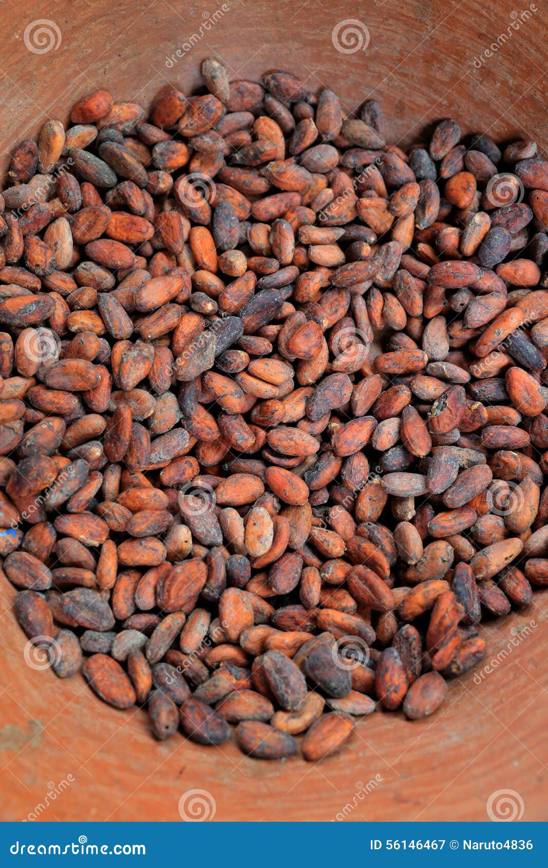 Seme dei Cochi immagine stock. Immagine di baccello, marrone - 56146467