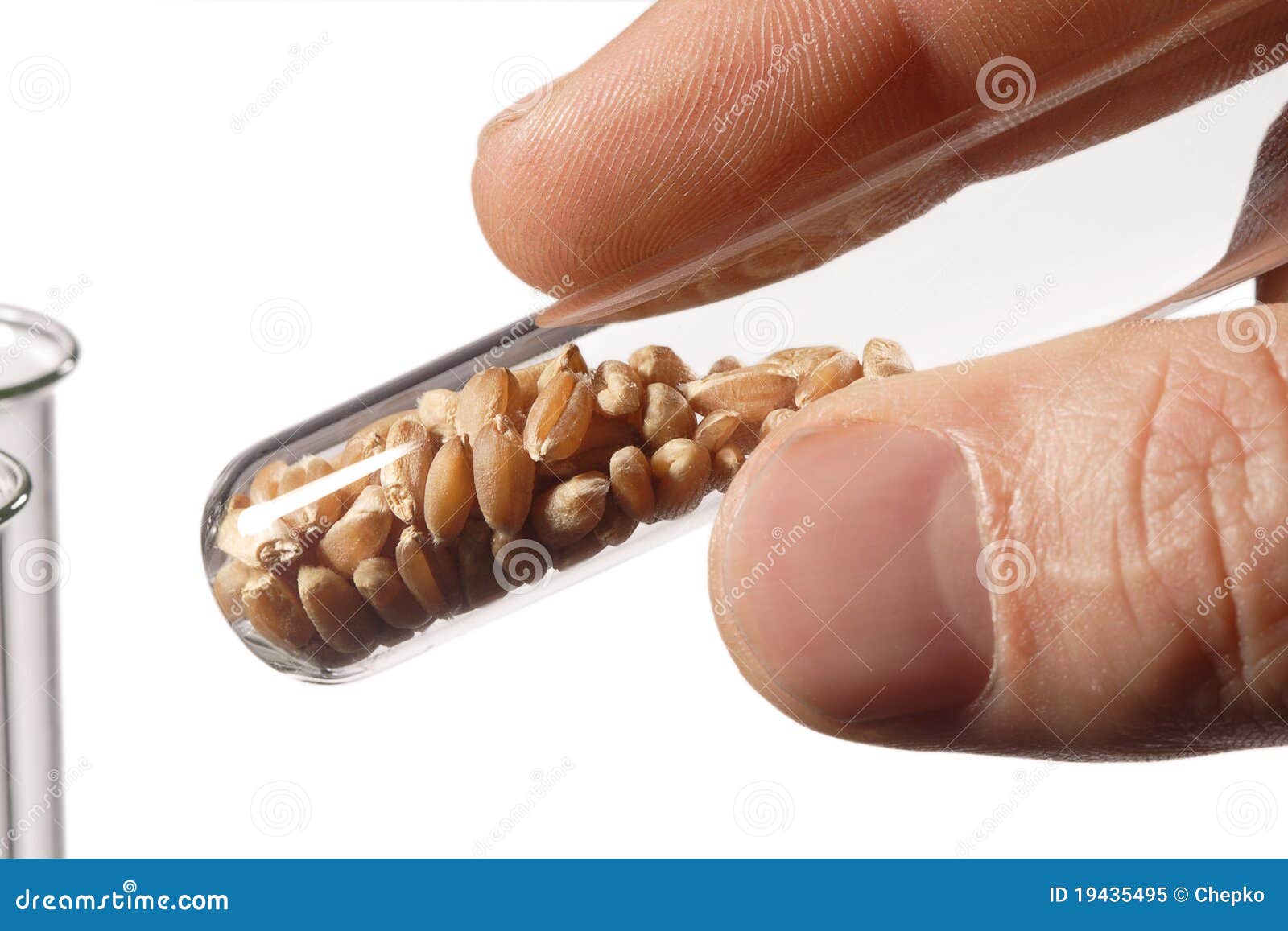 Seme del frumento immagine stock. Immagine di organico - 19435495