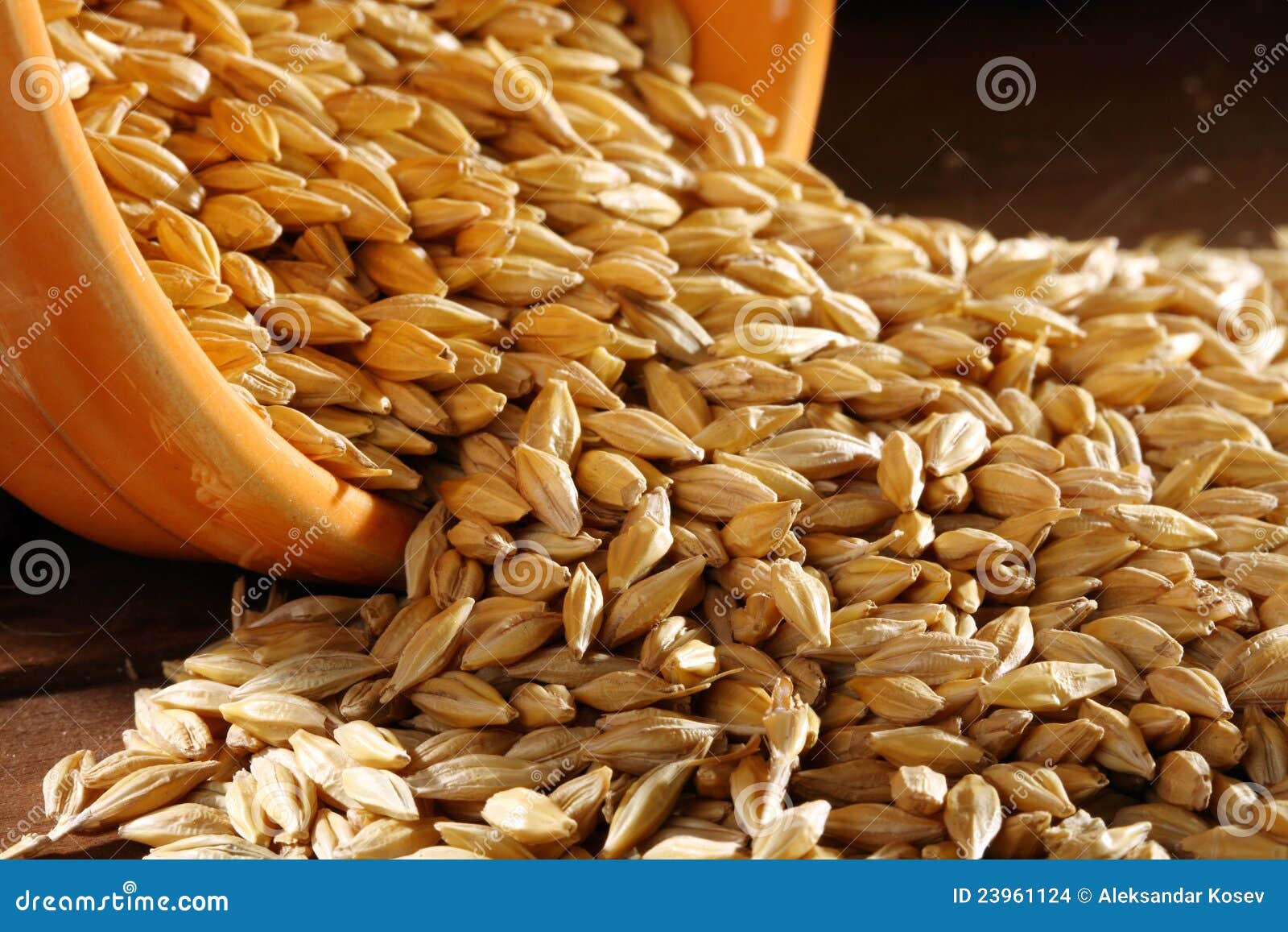 Seme del frumento fotografia stock. Immagine di semi - 23961124
