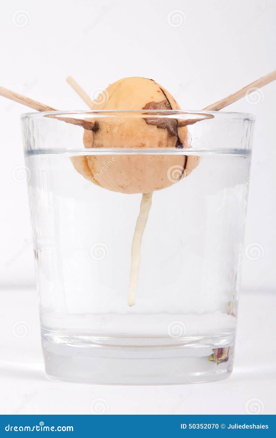 Seme Dell'avocado Di Germinazione Fotografia Stock - Immagine di ...